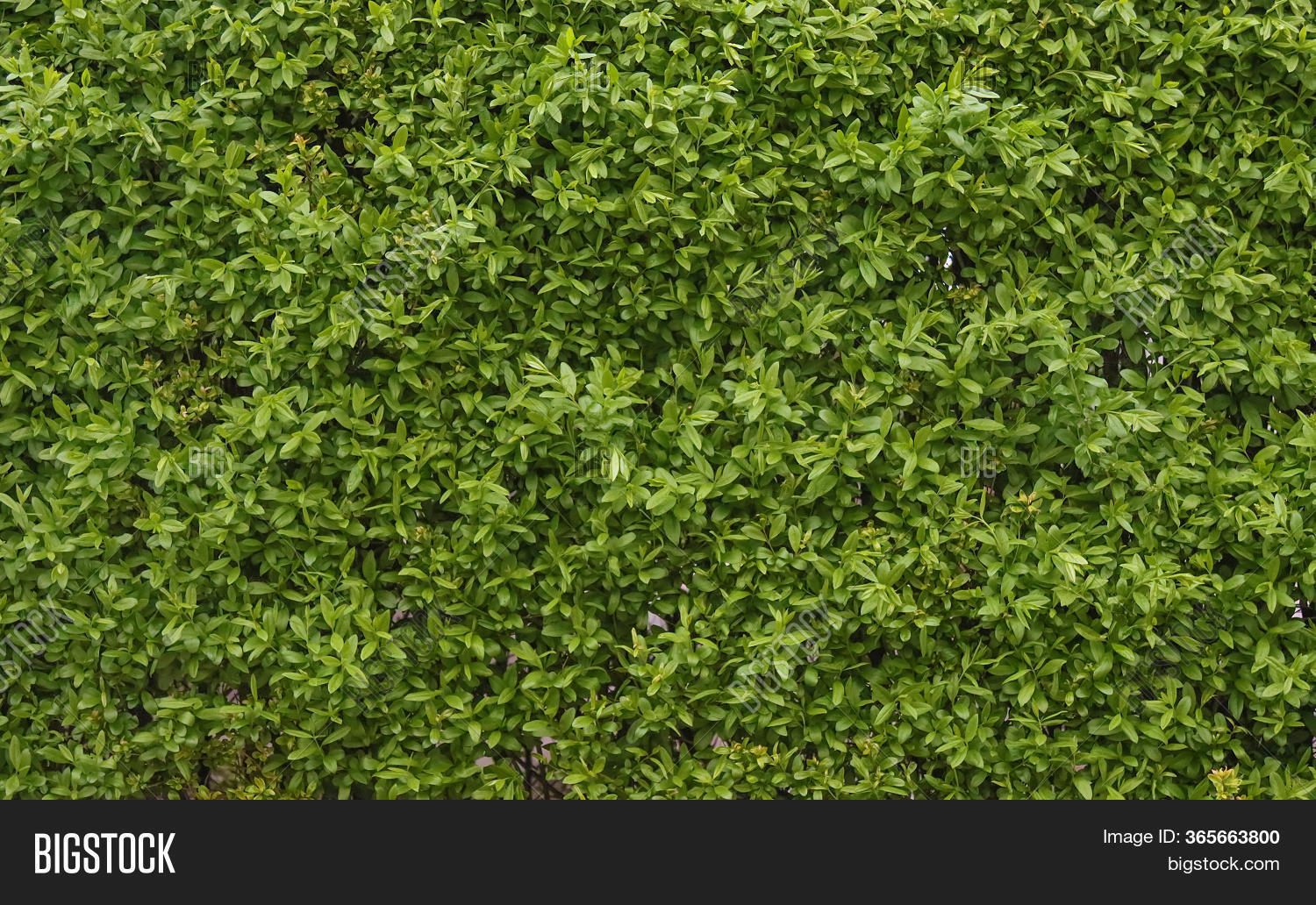 Texture Garden Bushes Image & Photo (Free Trial) | Bigstock