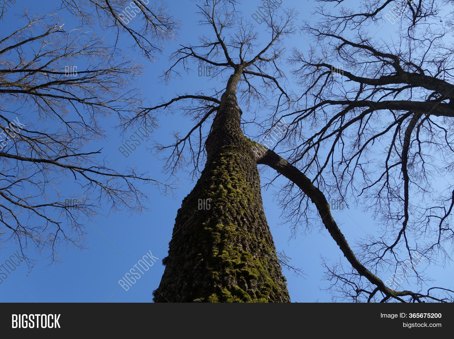 Trees Without Leaves Image & Photo (Free Trial) | Bigstock
