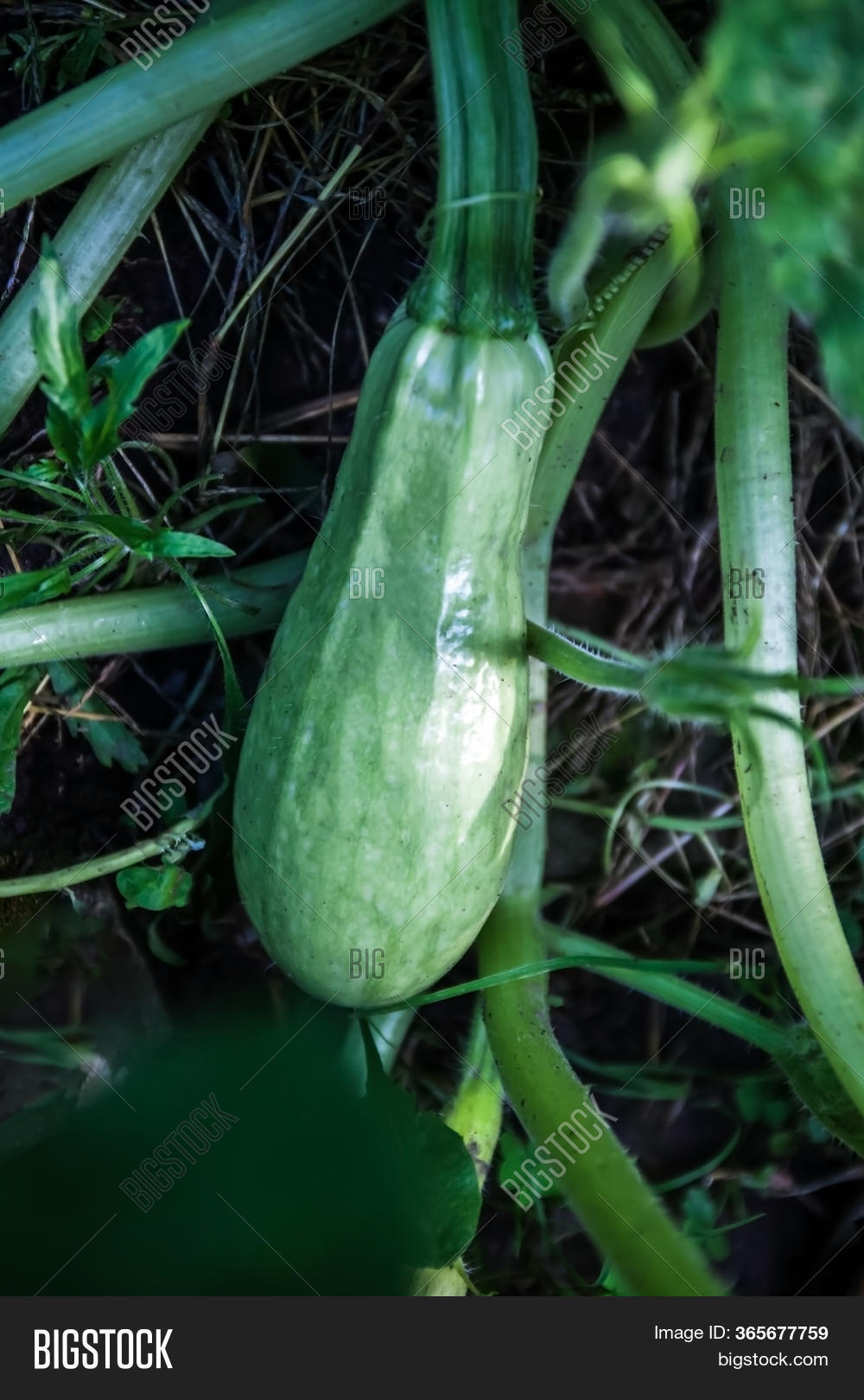 Ripe Zucchini Squash Image & Photo (Free Trial) | Bigstock