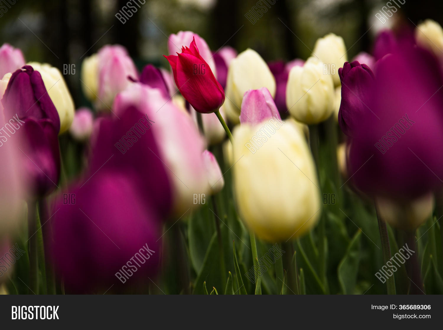 Tulips Background. Image & Photo (Free Trial) | Bigstock