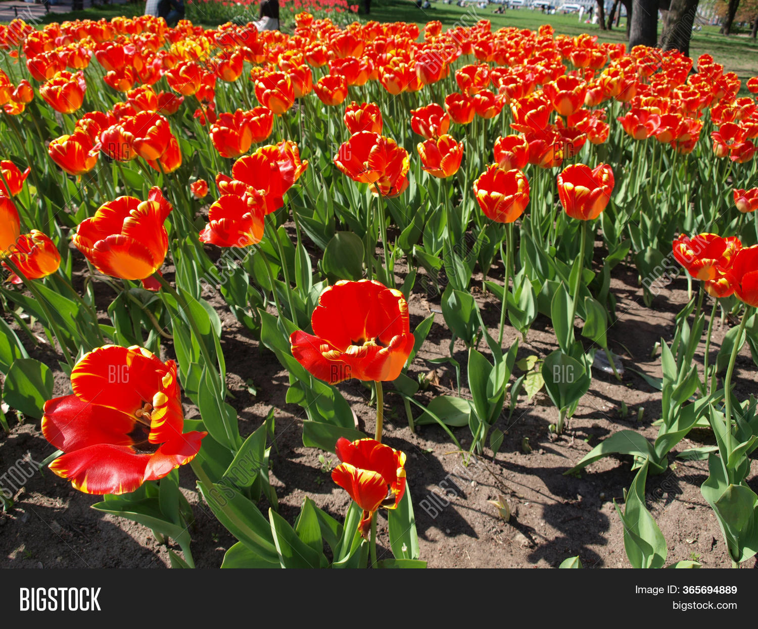 Large Red Tulips City Image & Photo (Free Trial) | Bigstock