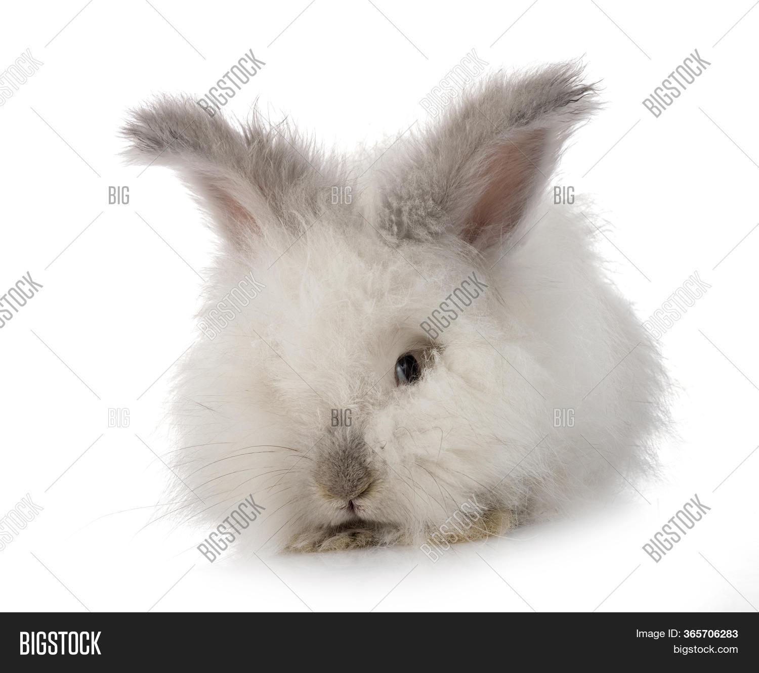 English Angora Front Image & Photo (Free Trial) | Bigstock