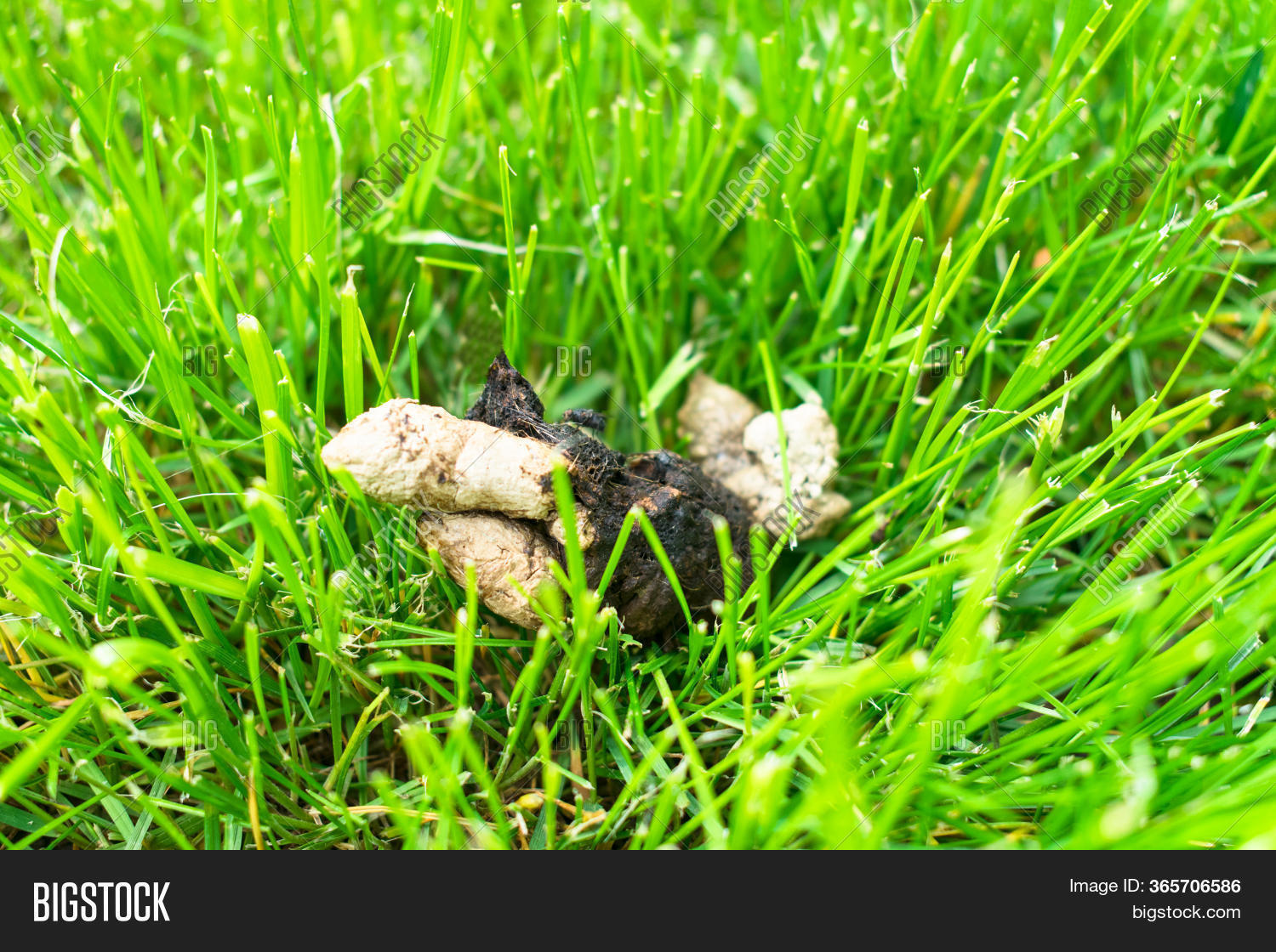 Dog Excrement On Green Image & Photo (Free Trial) | Bigstock