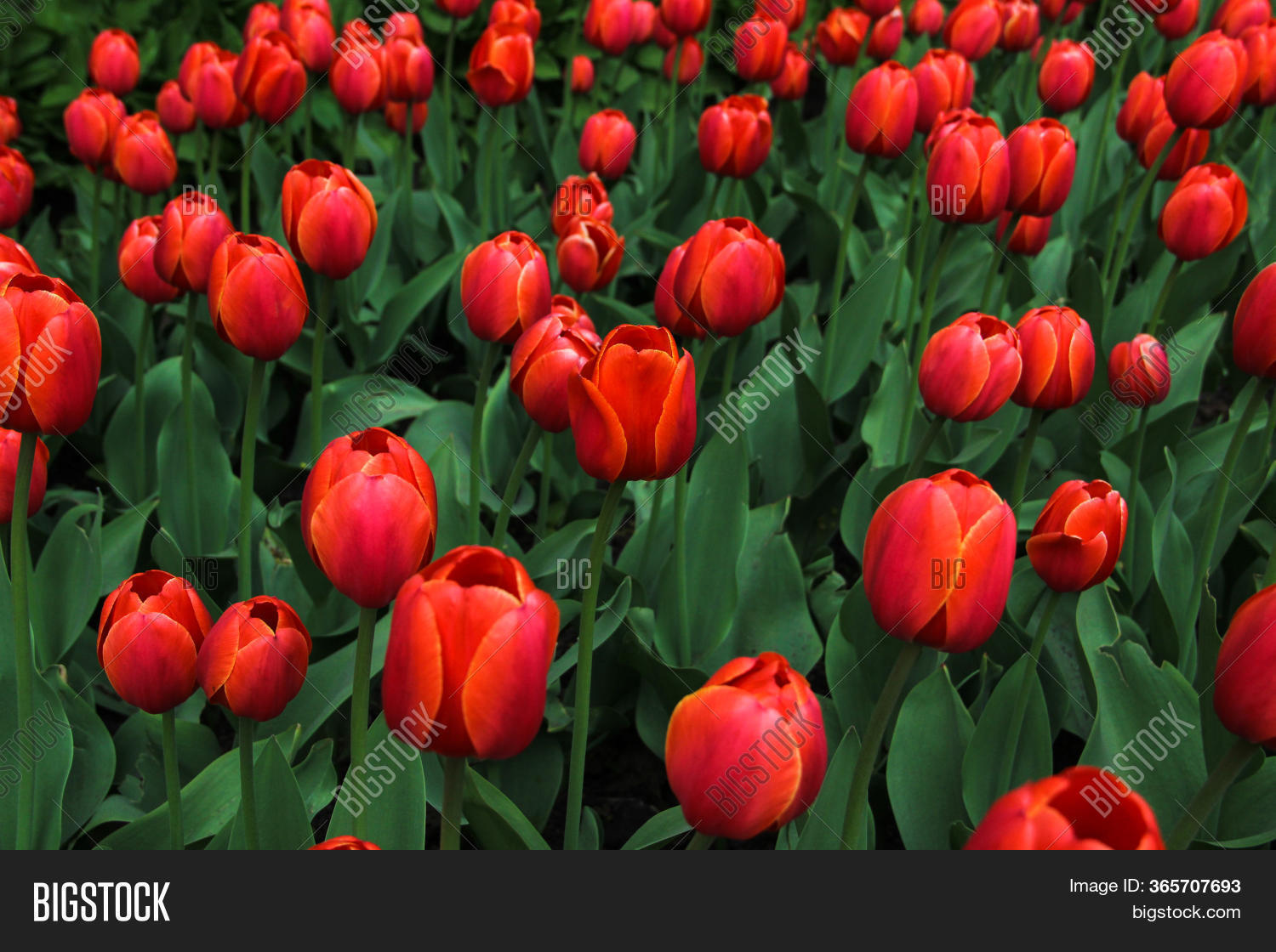 Tulips Background. Image & Photo (Free Trial) | Bigstock