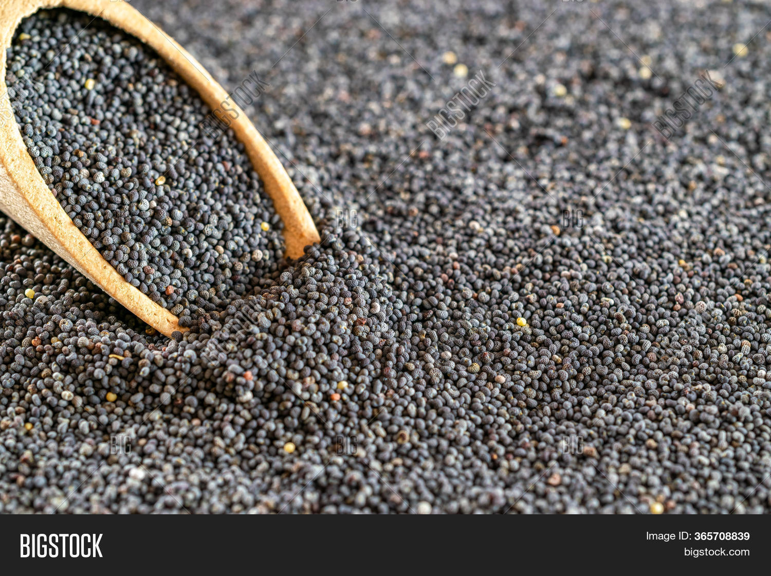 Poppies Isolated Seeds Image & Photo (Free Trial) | Bigstock