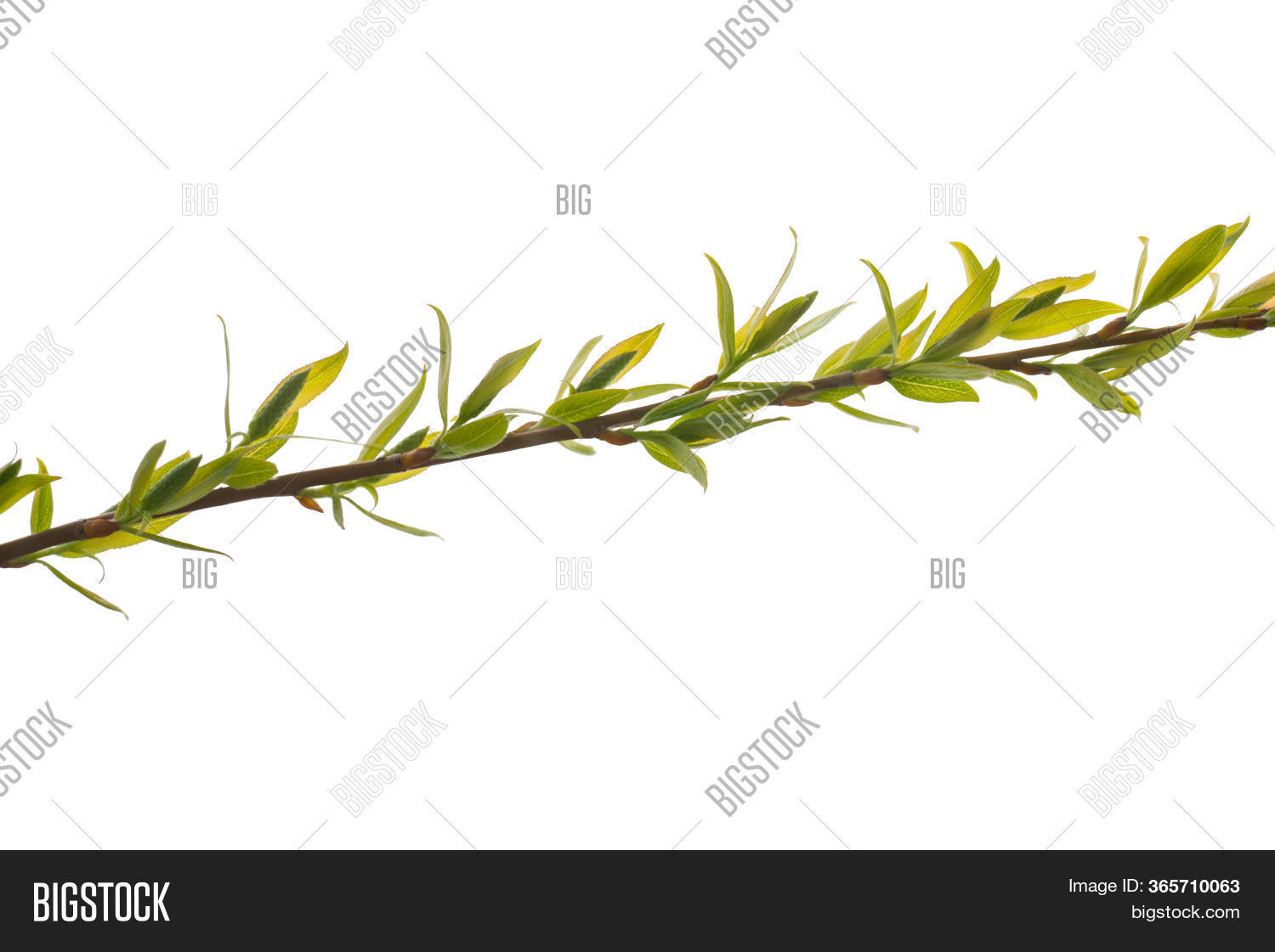 Willow Branch Young Image & Photo (Free Trial) | Bigstock