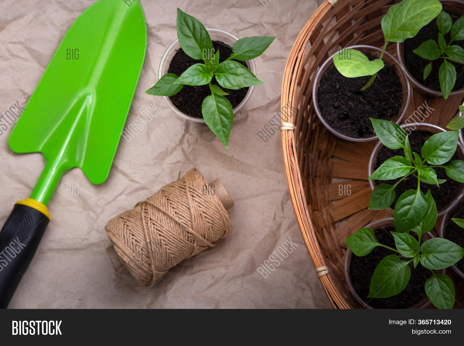 Spring Seedlings Image & Photo (Free Trial) | Bigstock