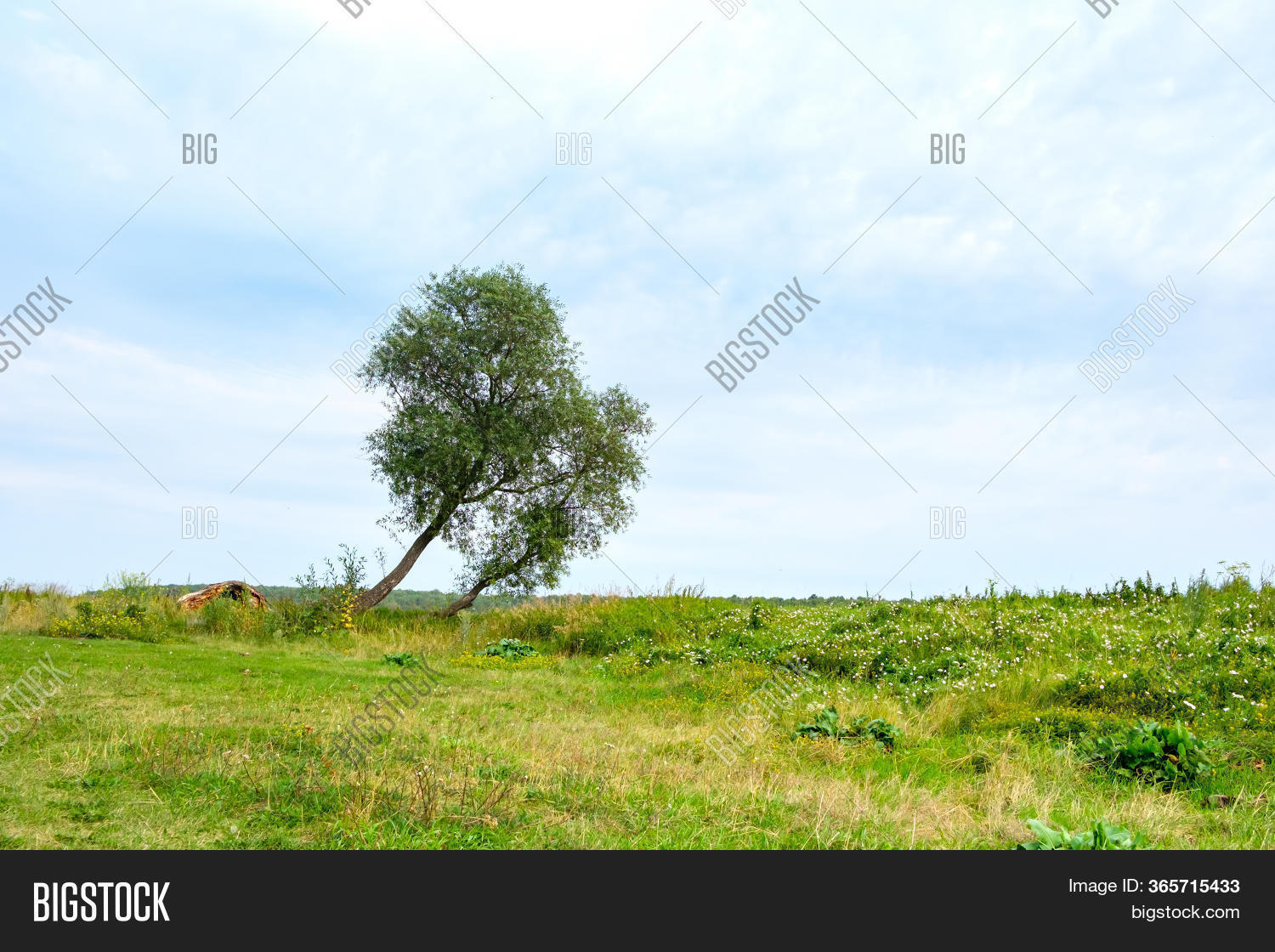 Two Trees Grow Image & Photo (Free Trial) | Bigstock