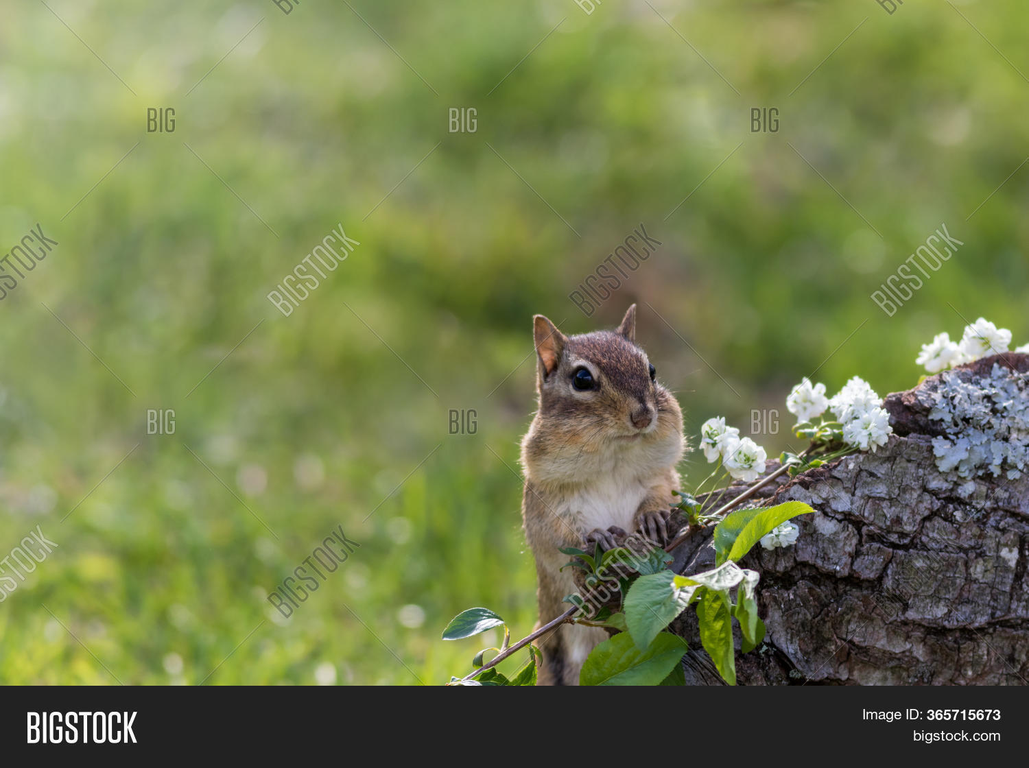 Eastern Chipmunk Image & Photo (Free Trial) | Bigstock