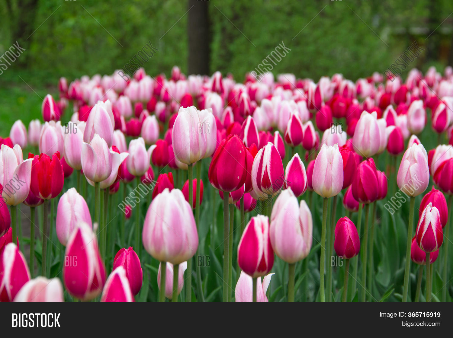 Tulips Background. Image & Photo (Free Trial) | Bigstock