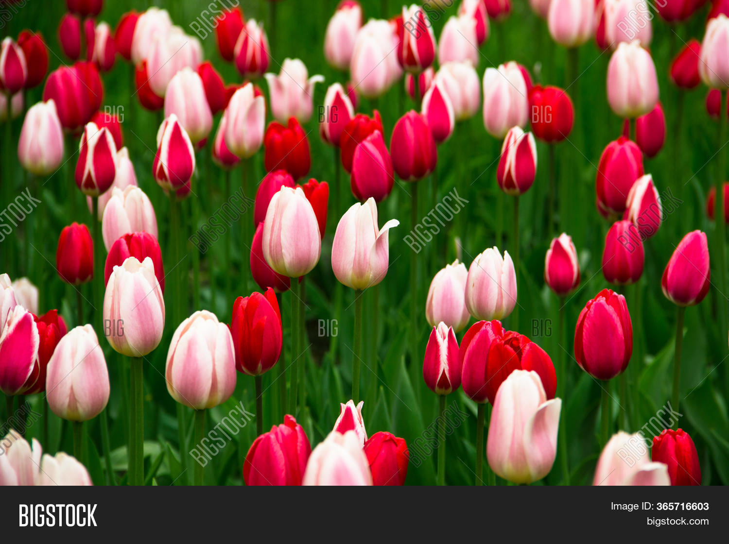 Tulips Background. Image & Photo (Free Trial) | Bigstock