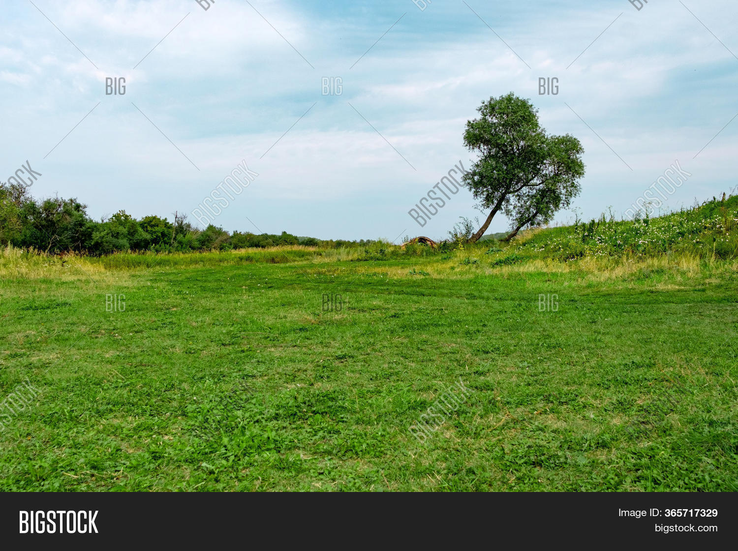 Two Trees Tilted On Image & Photo (Free Trial) | Bigstock