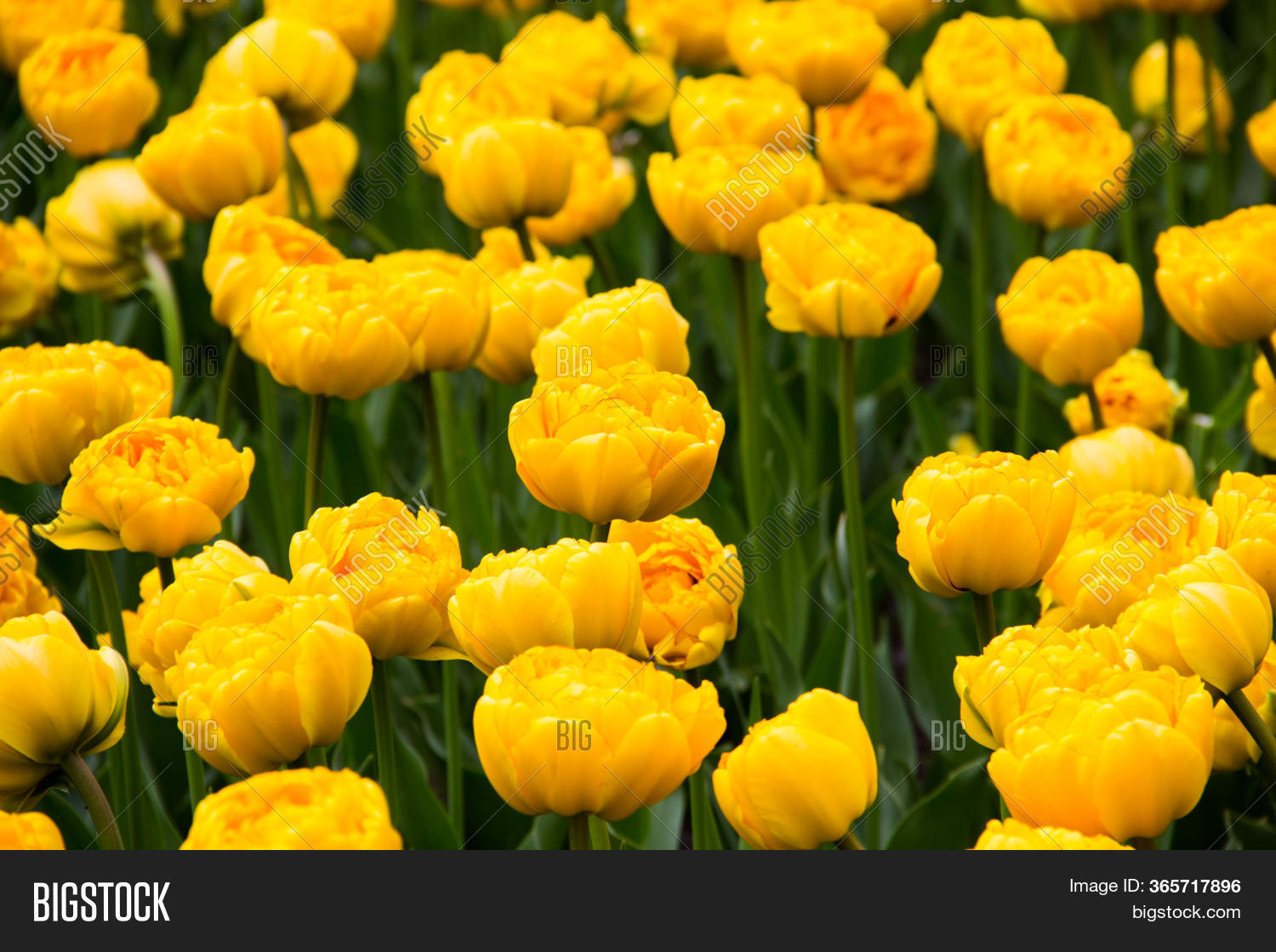 Tulips Background. Image & Photo (Free Trial) | Bigstock