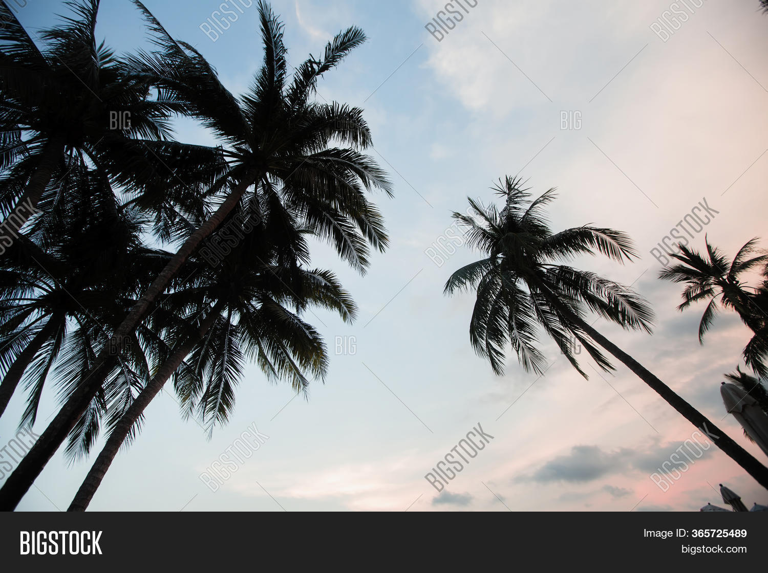 Palm Trees On Tropical Image & Photo (Free Trial) | Bigstock