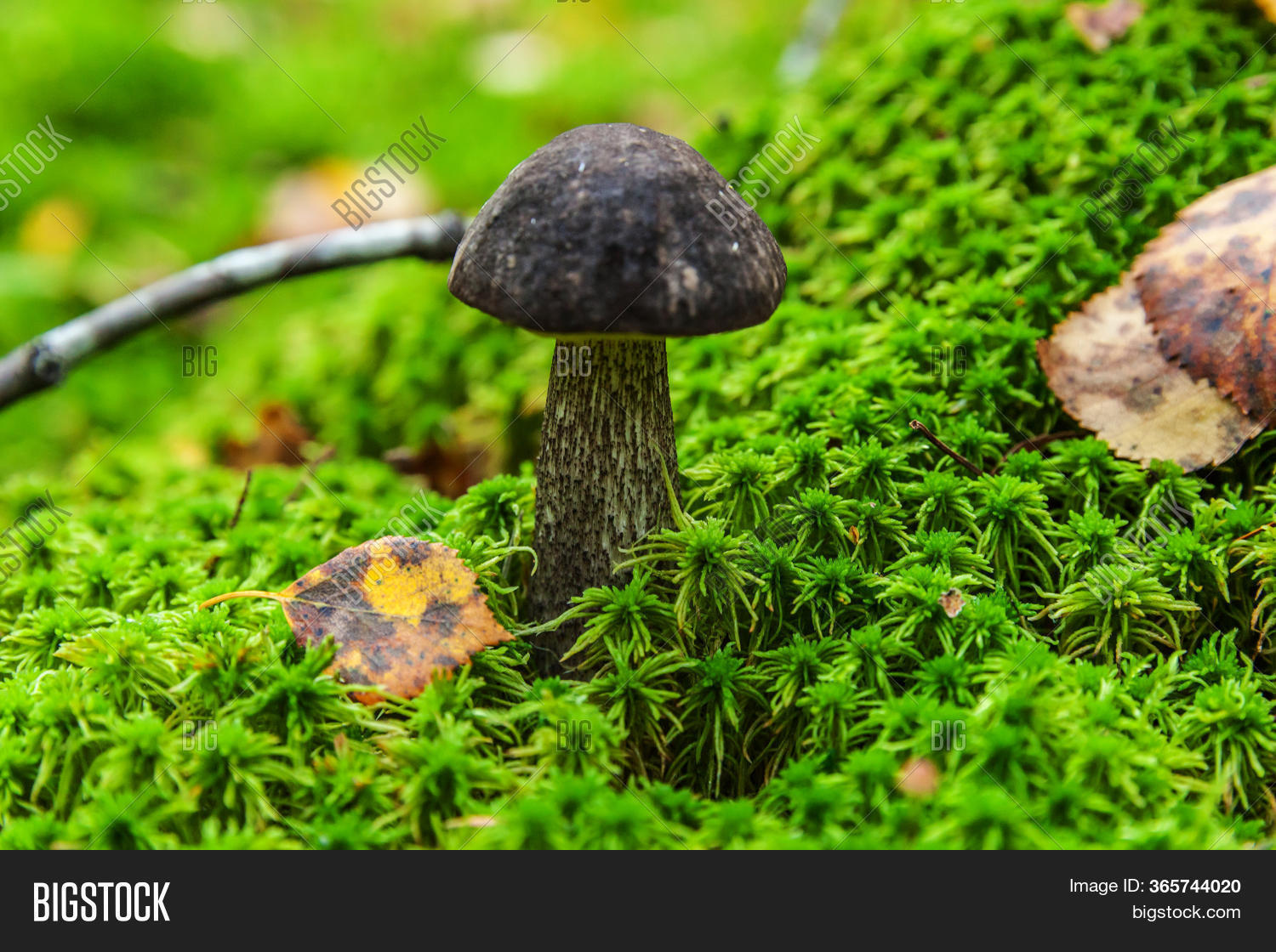 Edible Small Mushroom Image & Photo (Free Trial) | Bigstock
