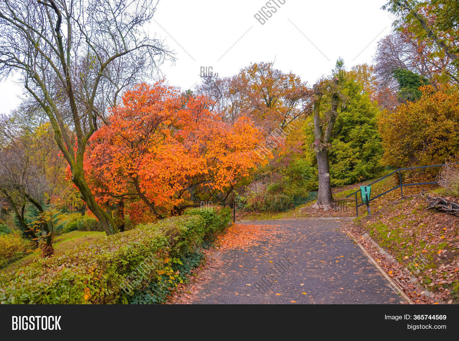 Fall Trees Foreground Image & Photo (Free Trial) | Bigstock