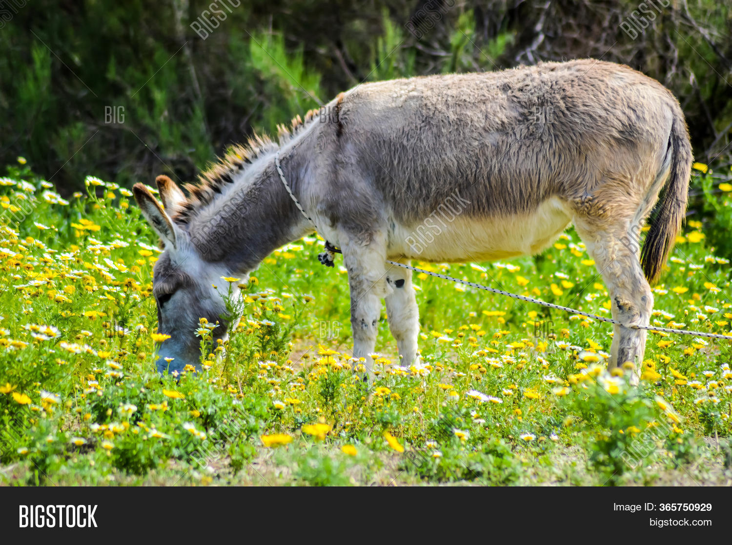 Gray Donkey Grazing Image & Photo (Free Trial) | Bigstock
