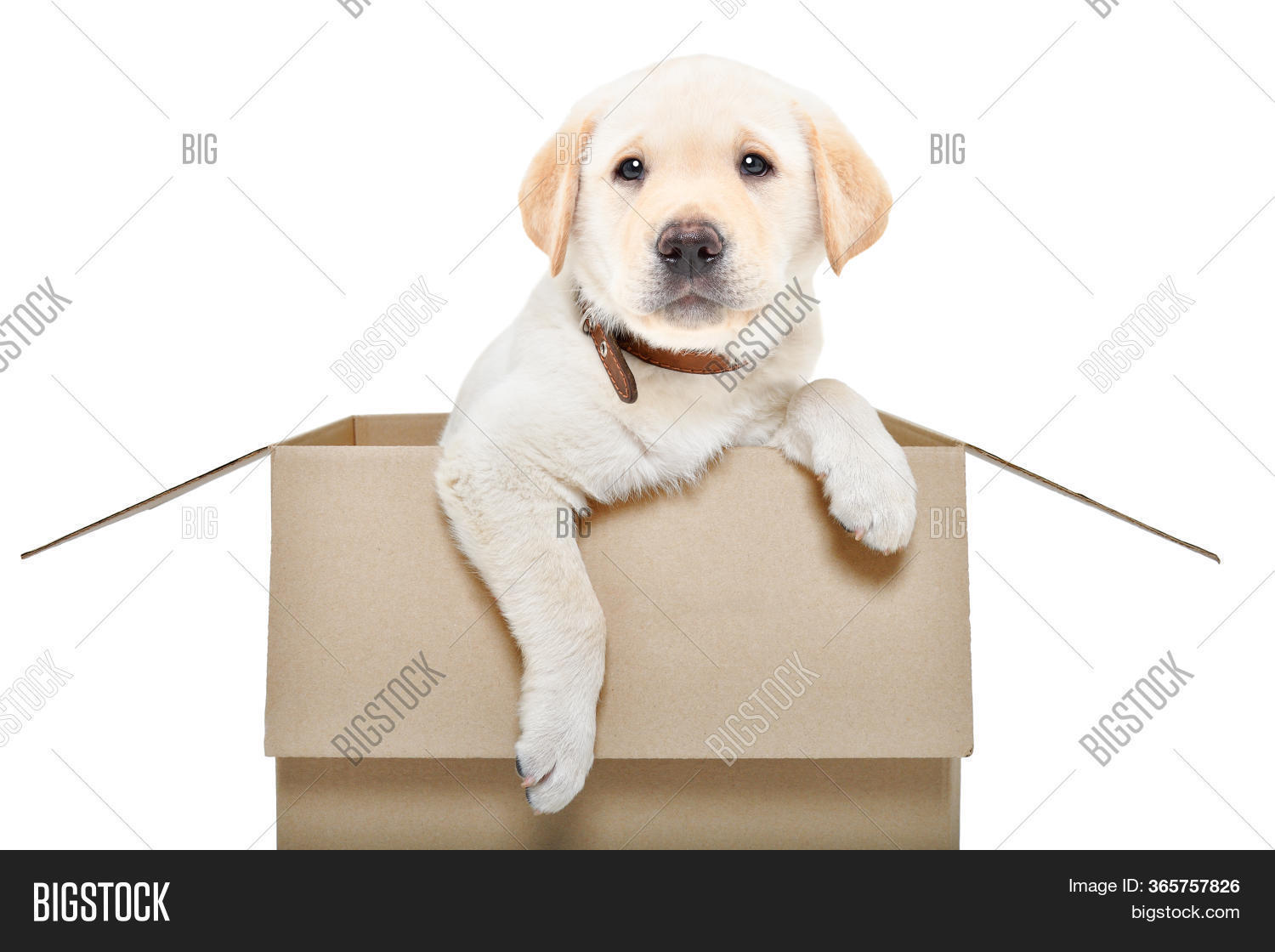 Adorable Labrador Image & Photo (Free Trial) | Bigstock