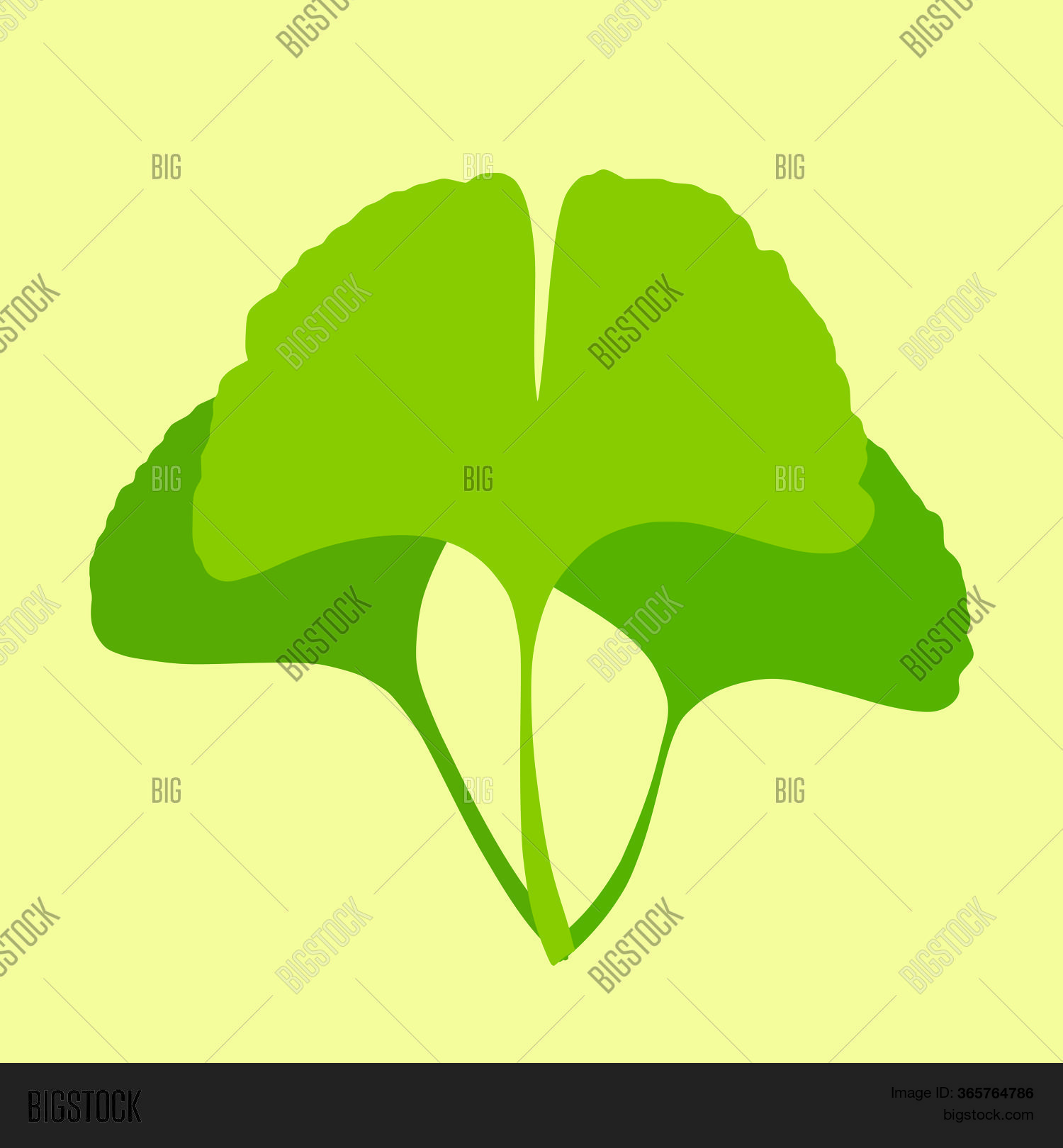 Green Ginkgo Gingko Vector & Photo (Free Trial) | Bigstock