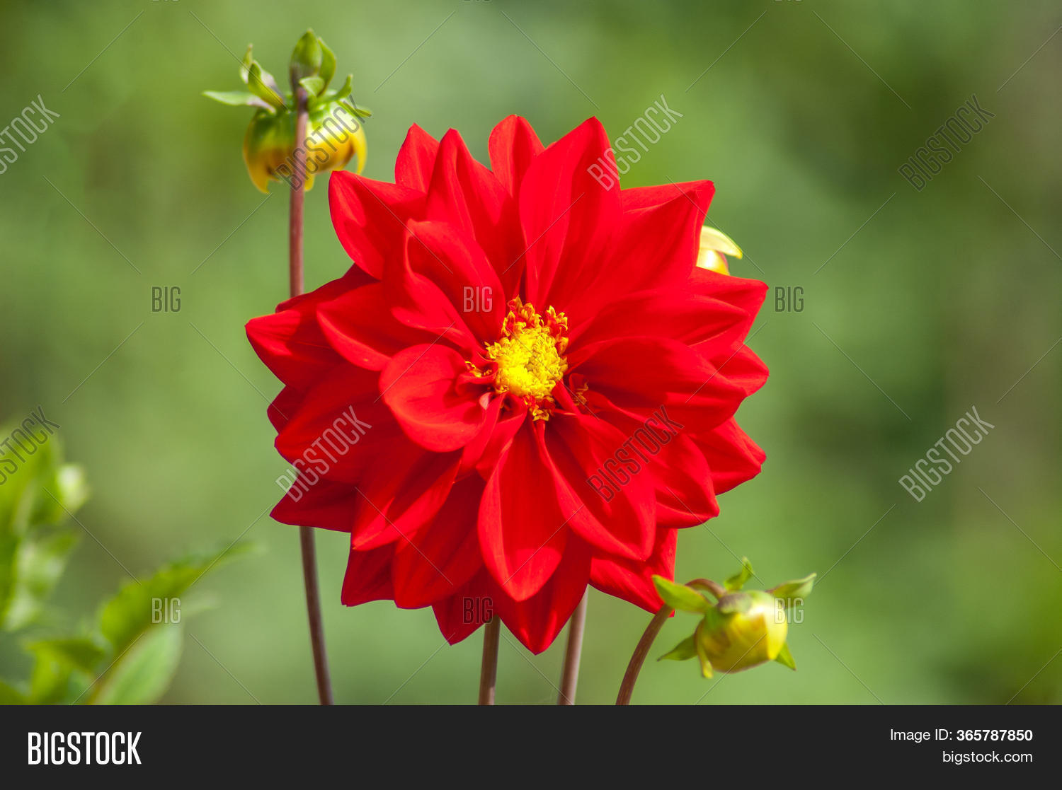 Blooming Red Zinnia On Image & Photo (Free Trial) | Bigstock