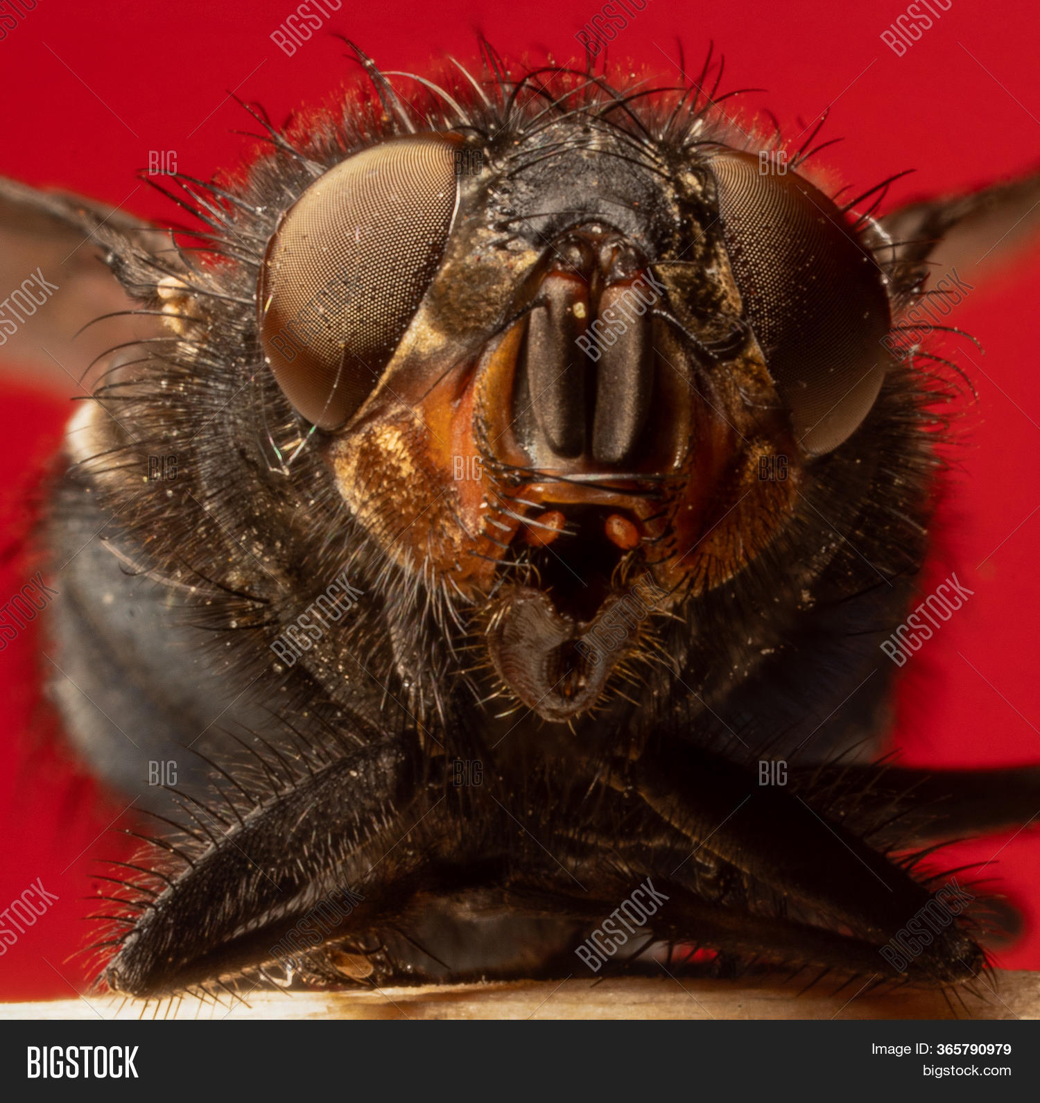Macro Photo Fly Image & Photo (Free Trial) | Bigstock