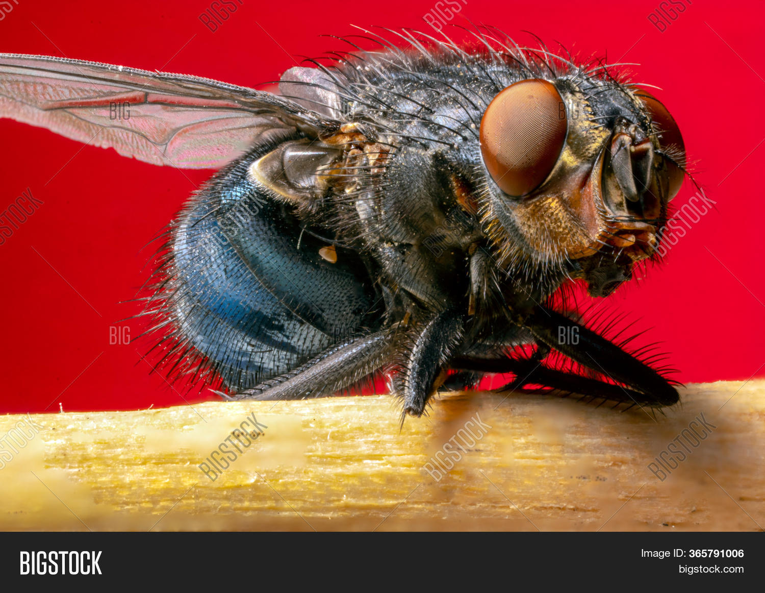 Macro Photo Fly Image & Photo (Free Trial) | Bigstock