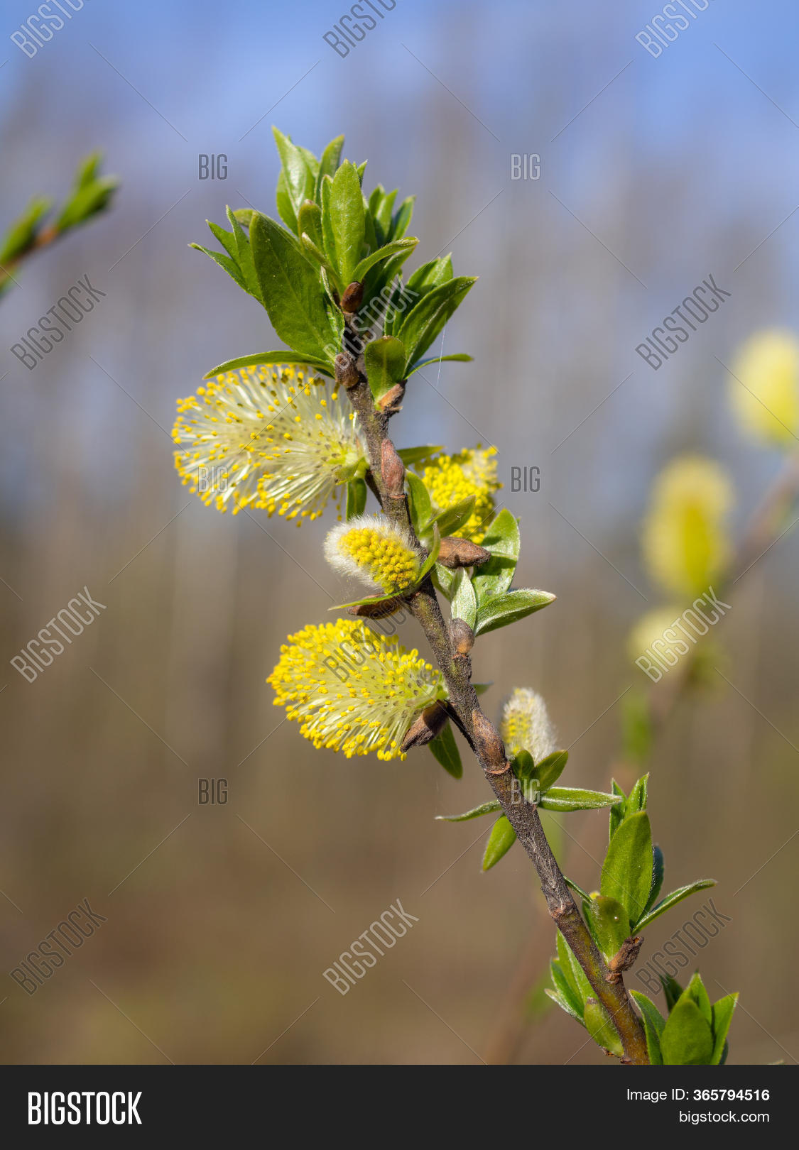 Blooming Willow Branch Image & Photo (Free Trial) | Bigstock