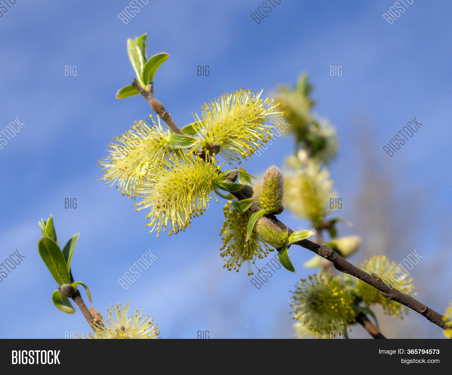 Blooming Willow Branch Image & Photo (Free Trial) | Bigstock