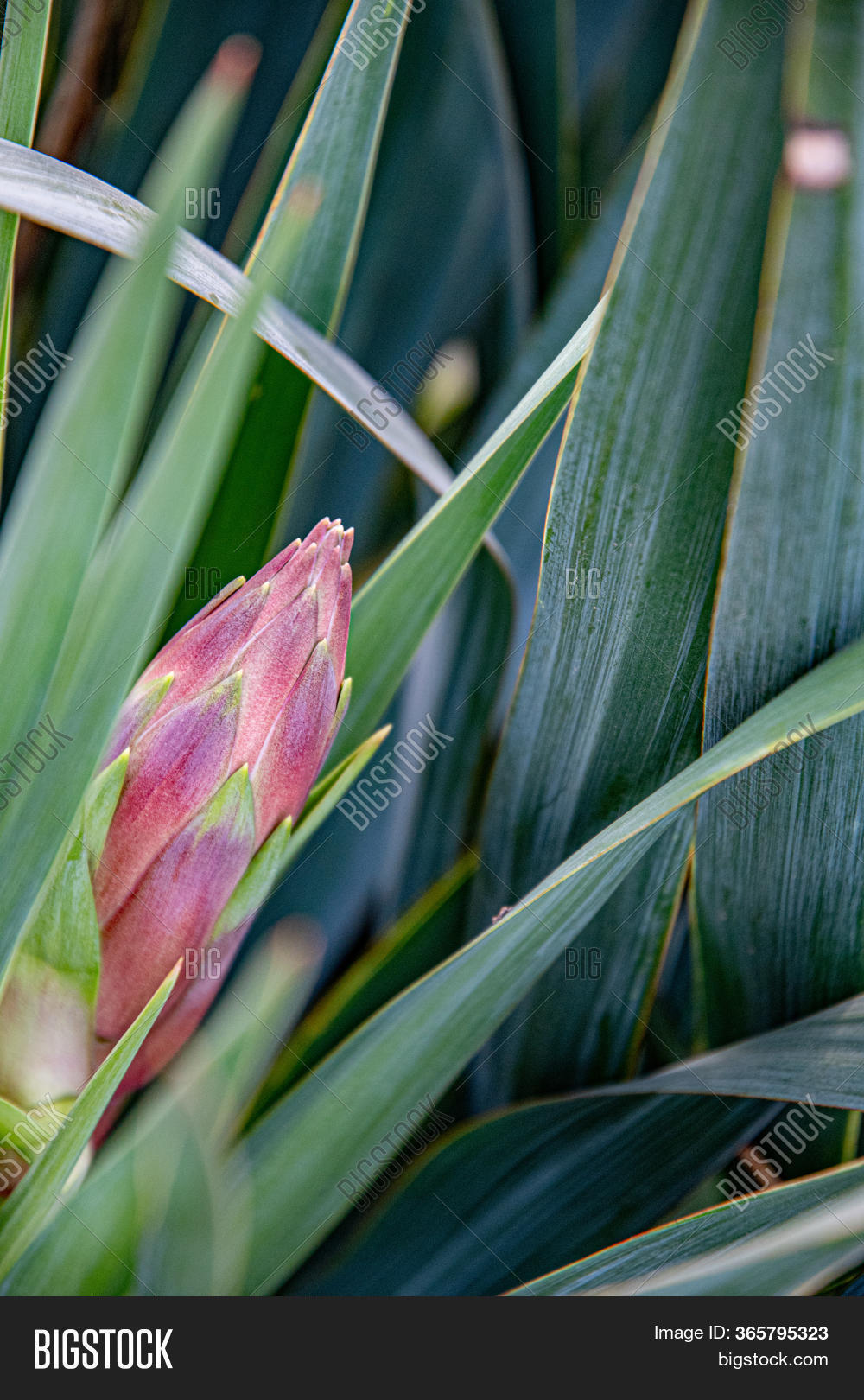 Big Flower Bud Yucca Image & Photo (Free Trial) | Bigstock