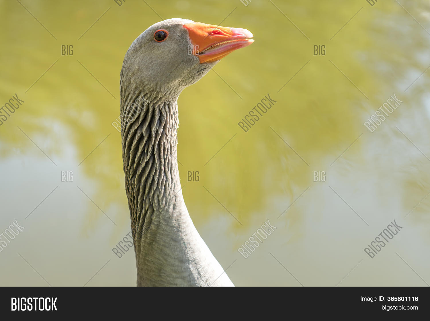 Close- Portrait Goose Image & Photo (Free Trial) | Bigstock