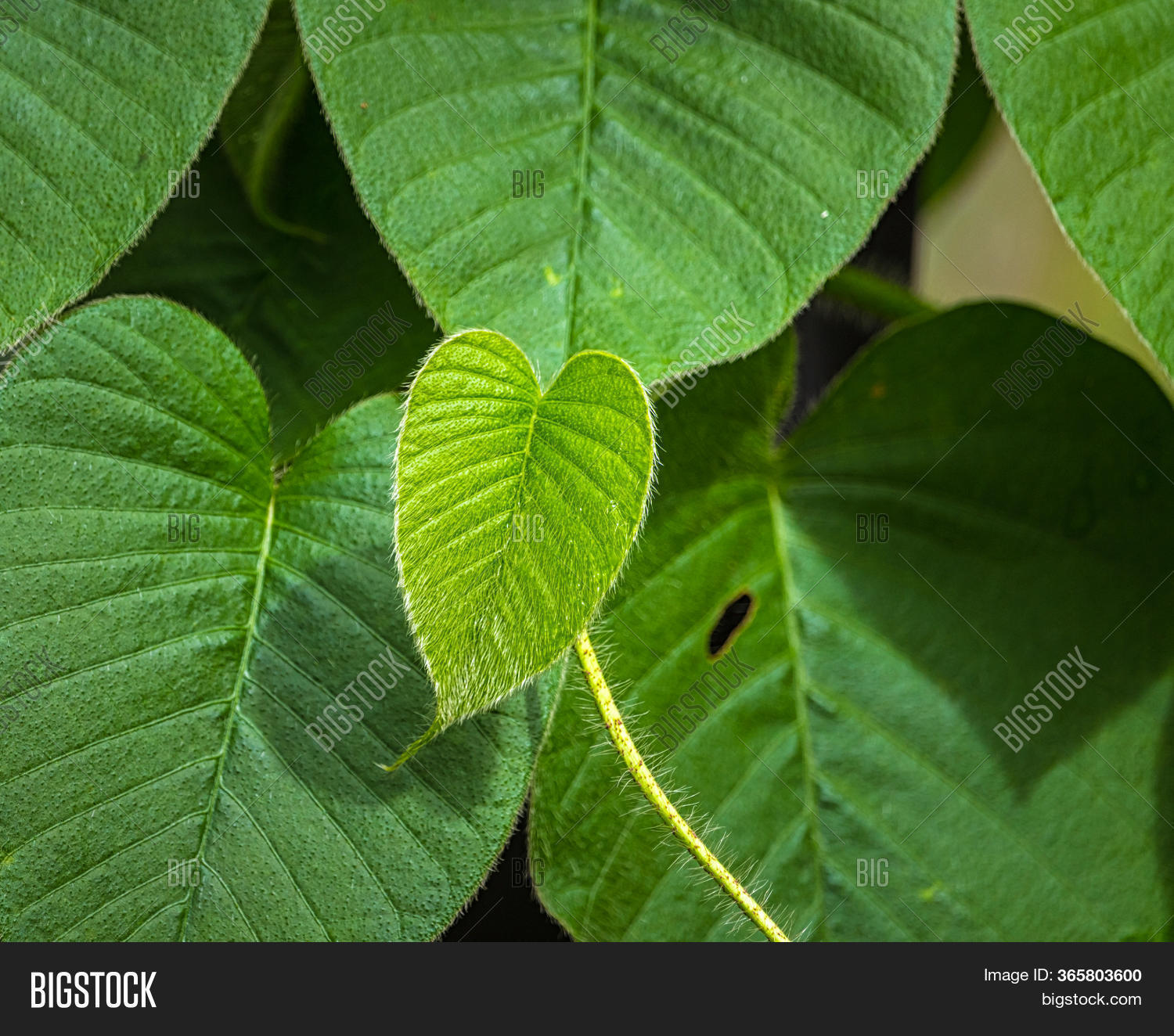 Heart Shaped Leaves, Image & Photo (Free Trial) | Bigstock