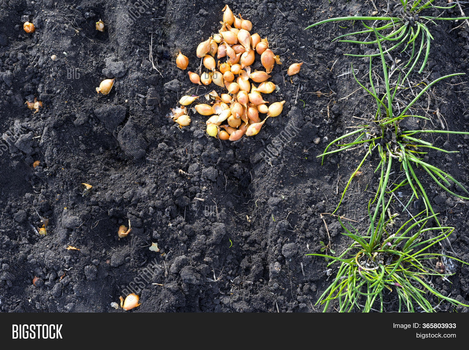 Sowing Onions Organic Image & Photo (Free Trial) | Bigstock