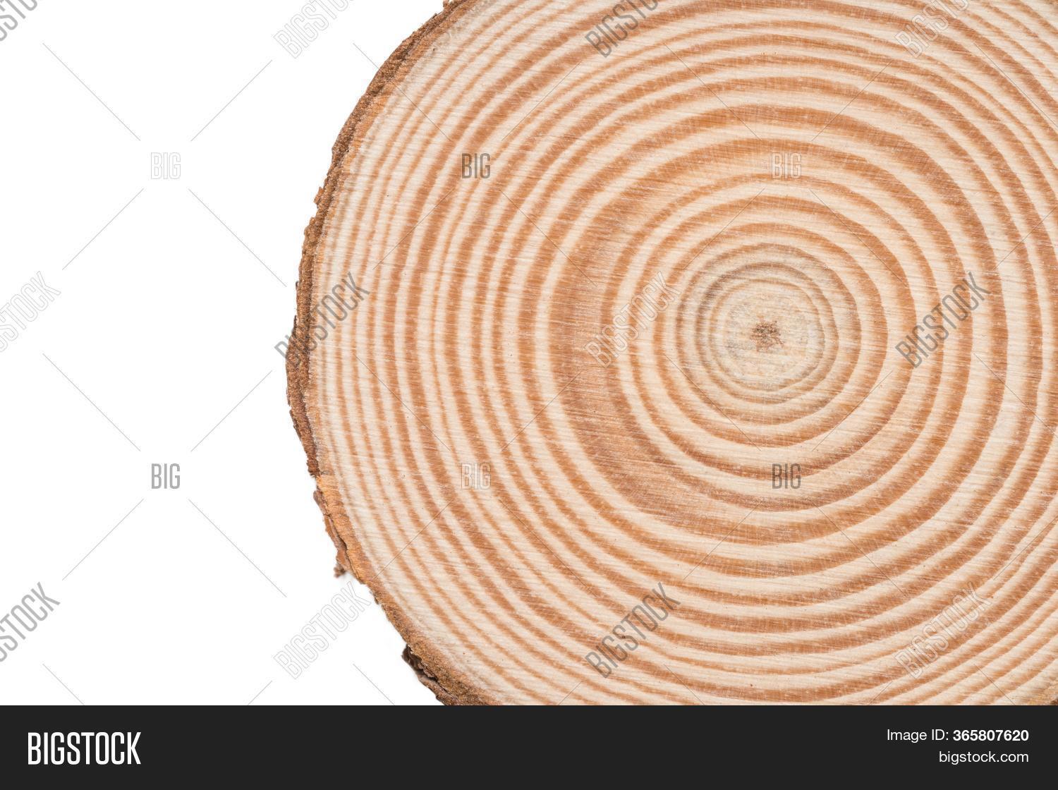 Wooden Tree Cut Image & Photo (Free Trial) | Bigstock