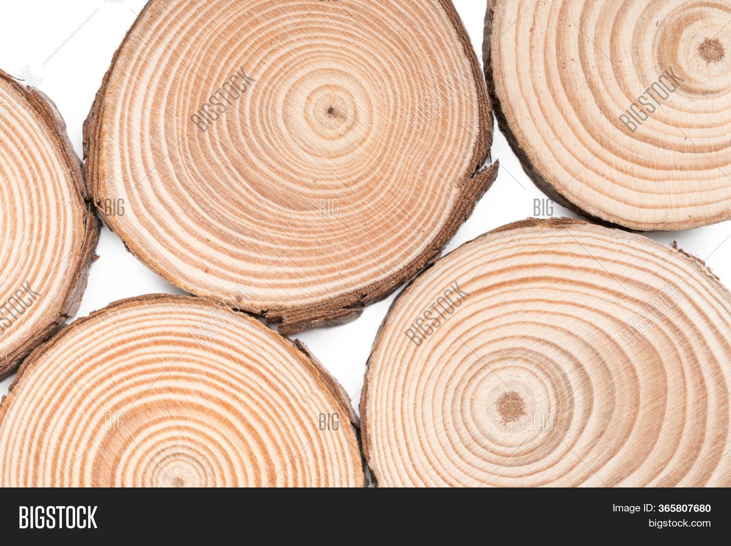 Wooden Tree Cut Image & Photo (Free Trial) | Bigstock