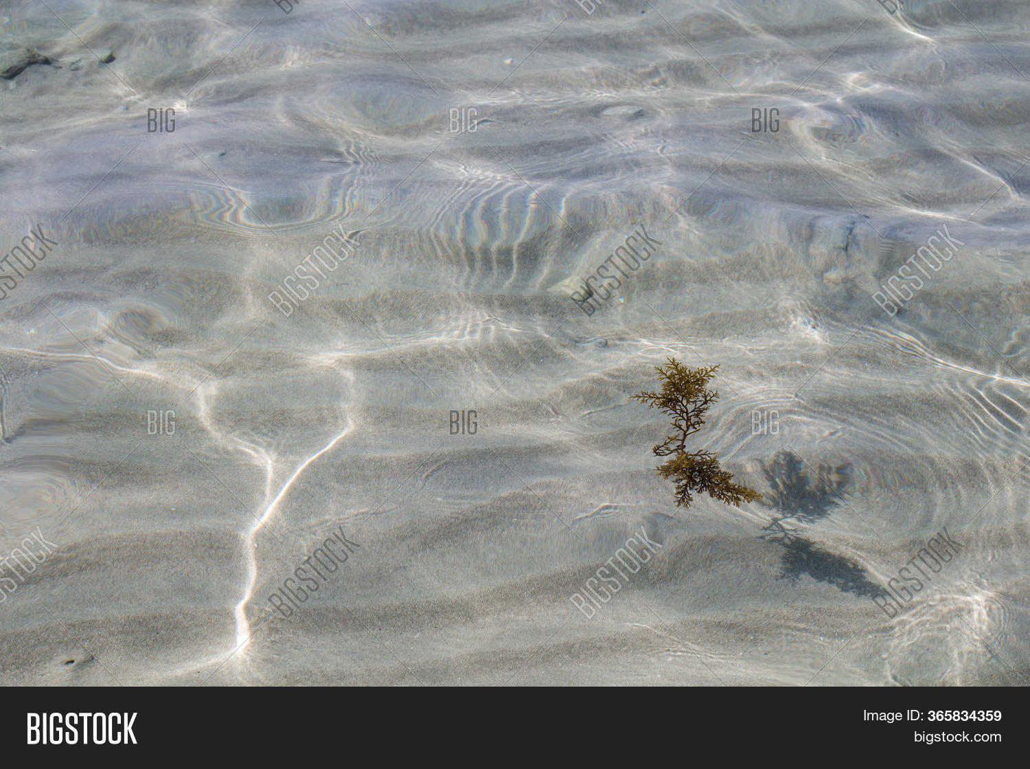 Clean Clear Shallow Image & Photo (Free Trial) | Bigstock