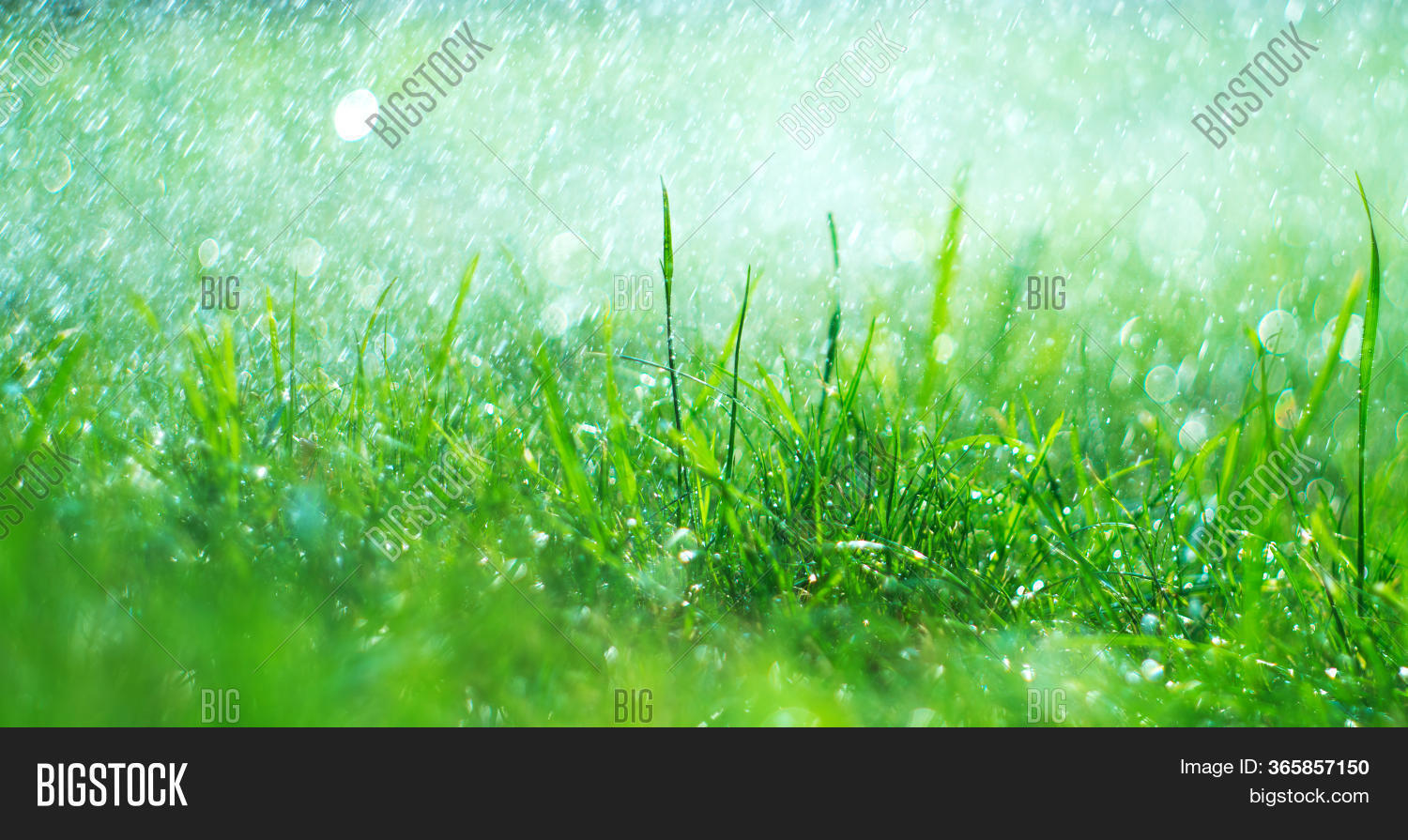 Grass Rain Drops. Image & Photo (Free Trial) | Bigstock
