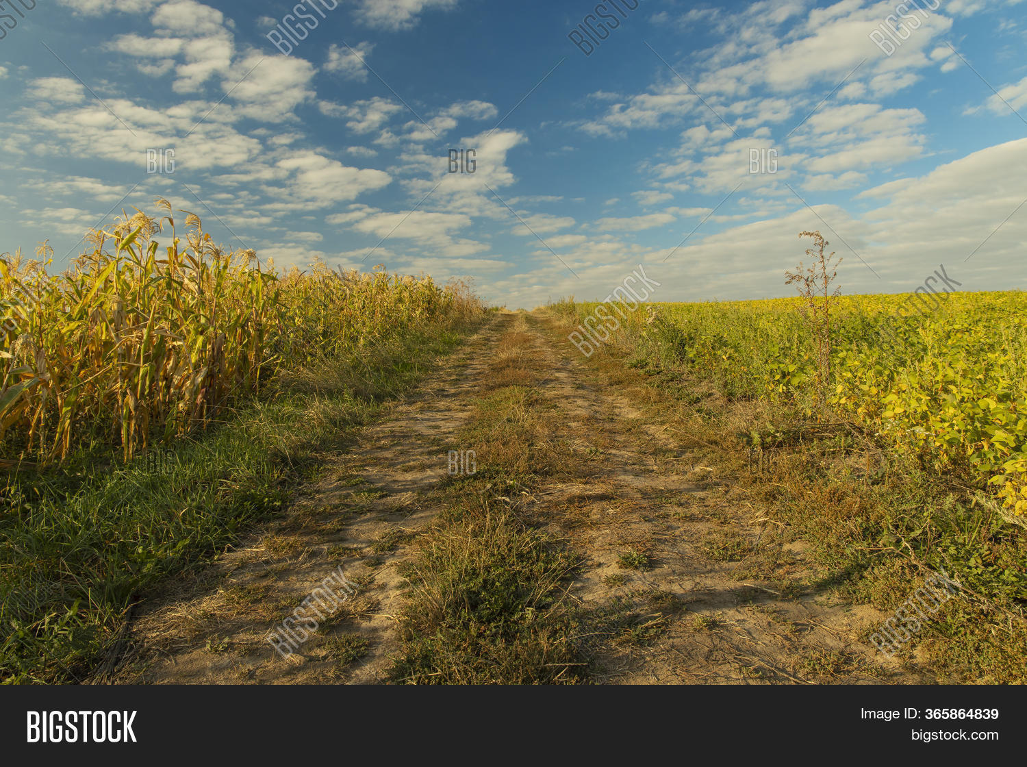 Field Landscape After Image & Photo (Free Trial) | Bigstock