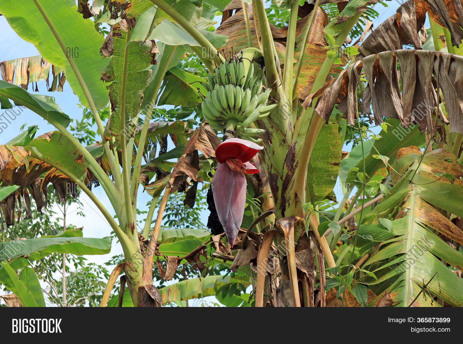Tropical Banana Tree Image & Photo (Free Trial) | Bigstock