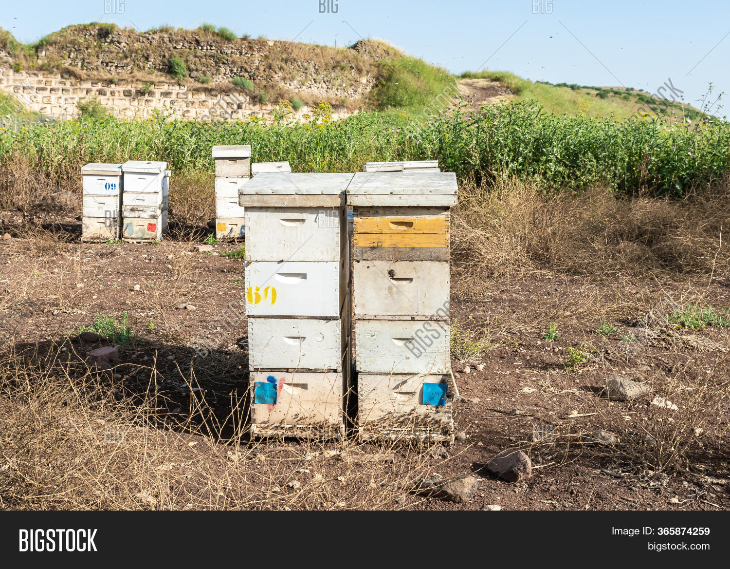 Apiary Several Image & Photo (Free Trial) | Bigstock