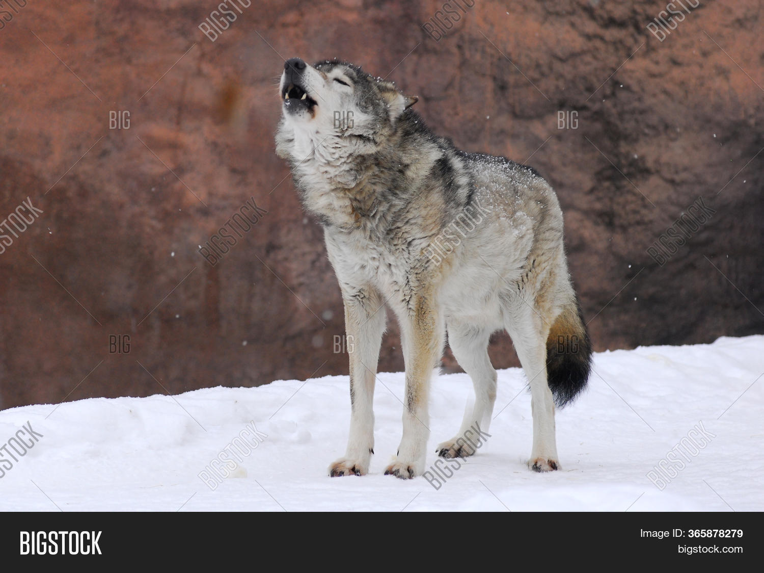 Howling Song Grey Wolf Image & Photo (Free Trial) | Bigstock
