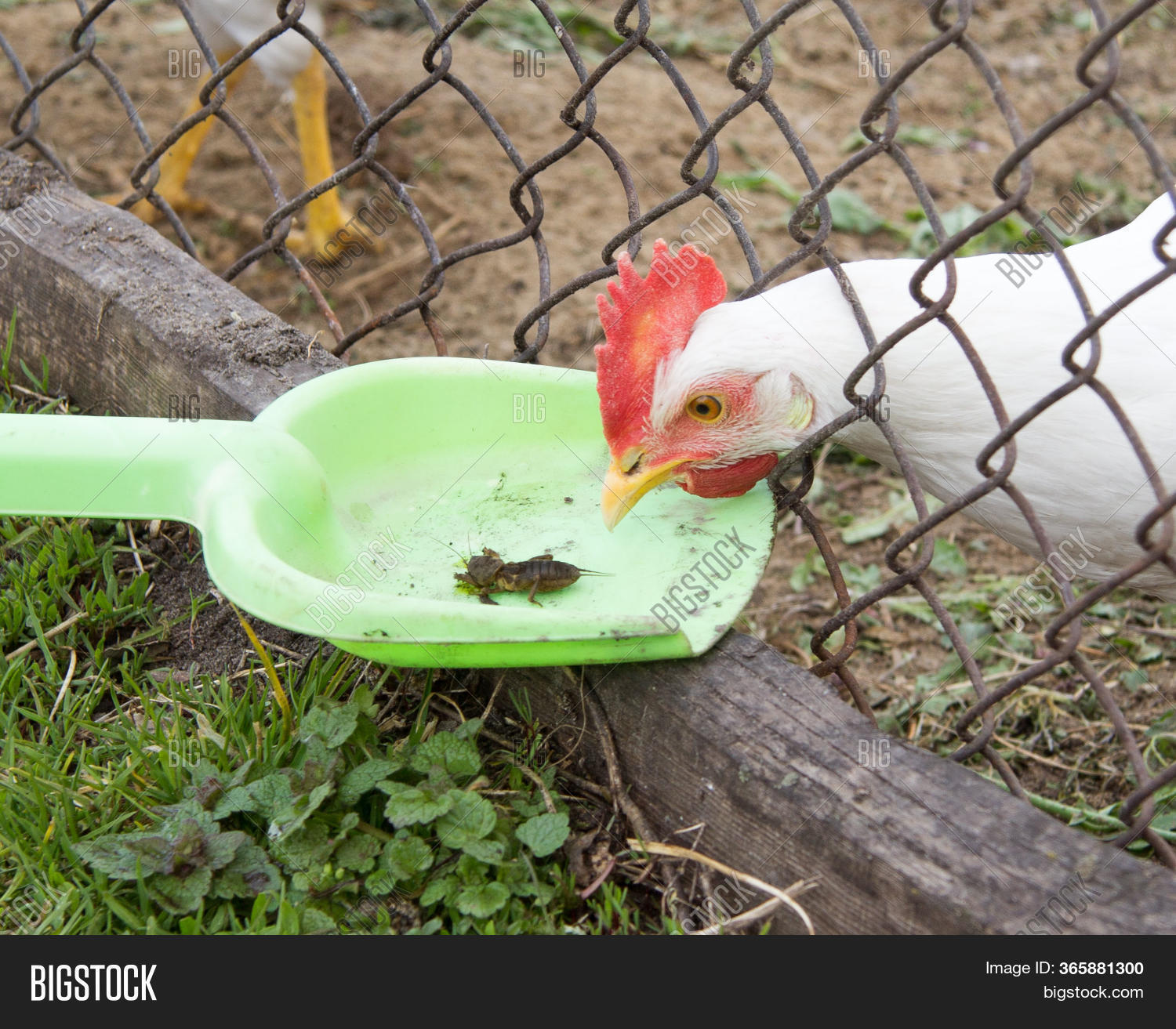 White Chicken Stuck Image & Photo (Free Trial) | Bigstock