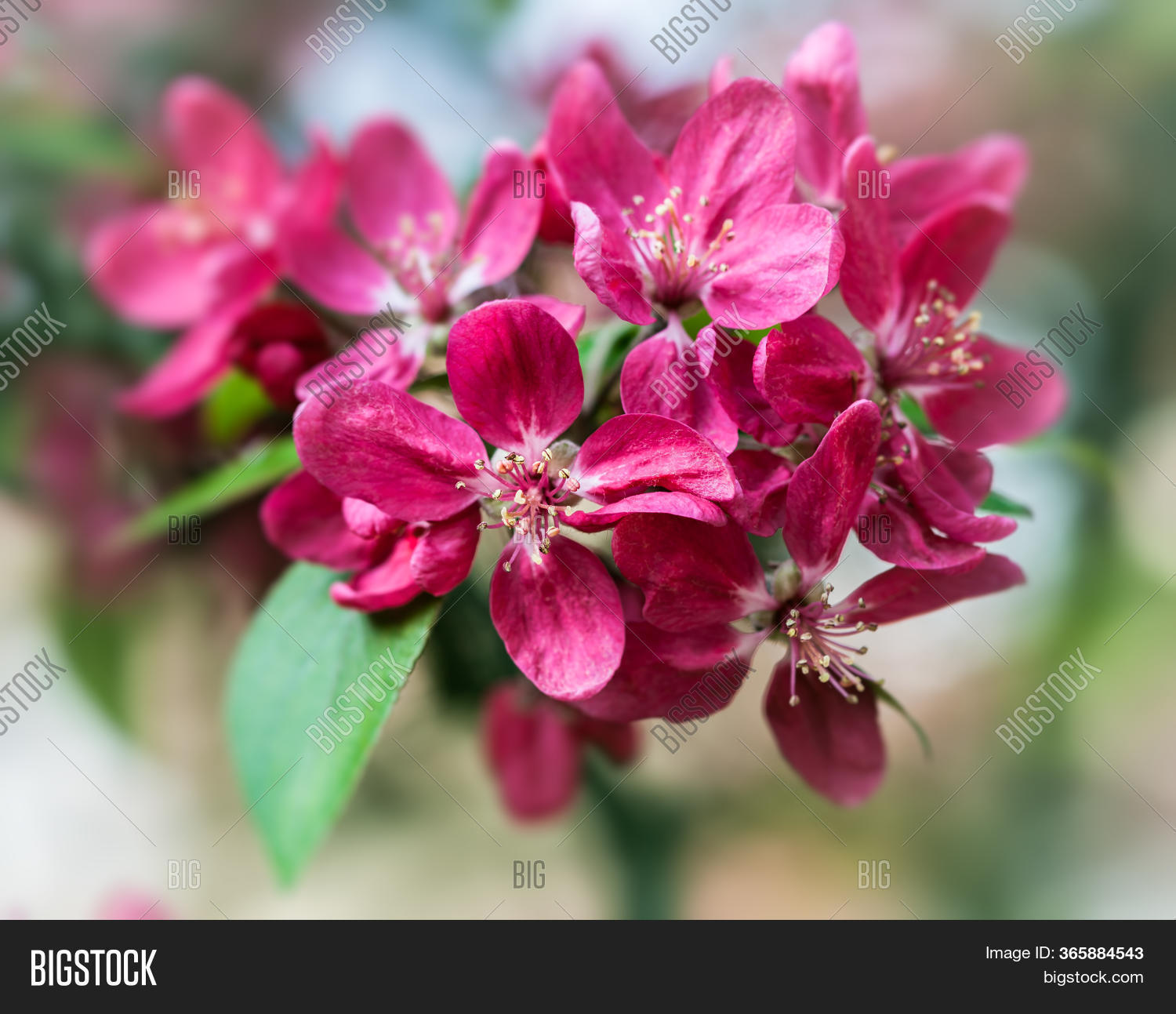 Branch Pink Apple Image & Photo (Free Trial) | Bigstock