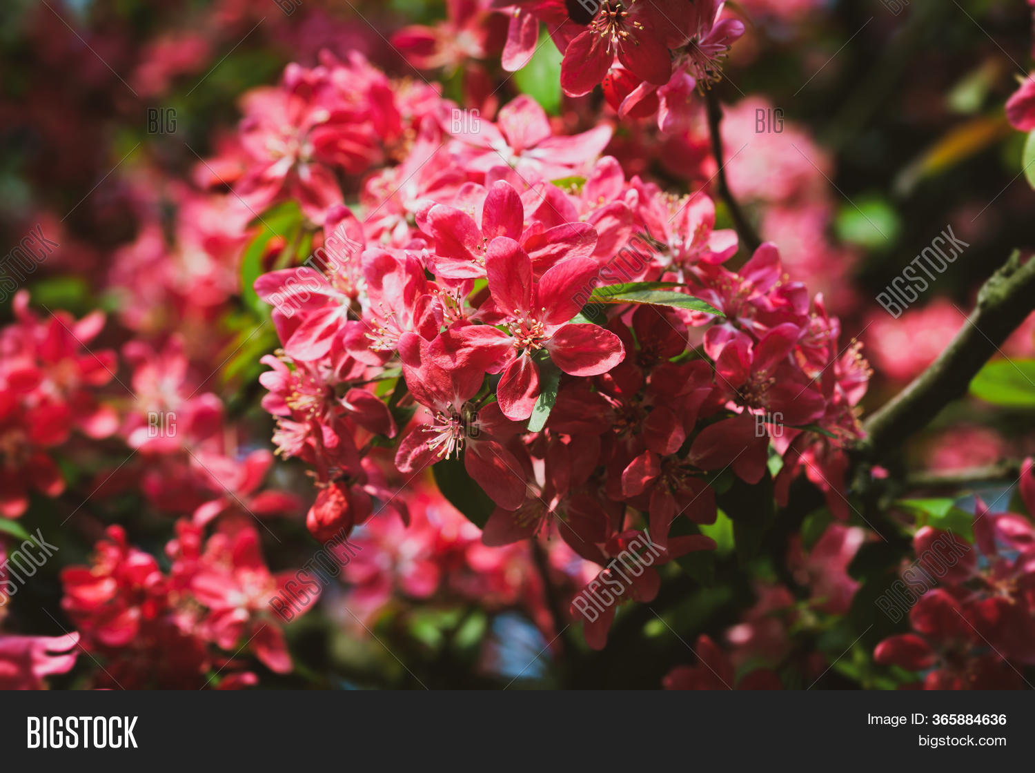 Branch Pink Apple Image & Photo (Free Trial) | Bigstock