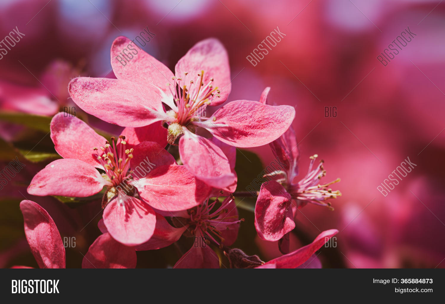Branch Pink Apple Image & Photo (Free Trial) | Bigstock