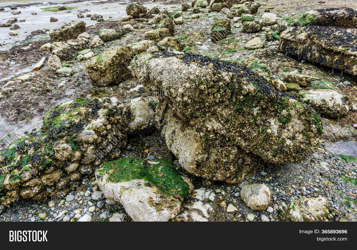 Rocky Sea Bed West Image & Photo (Free Trial) | Bigstock