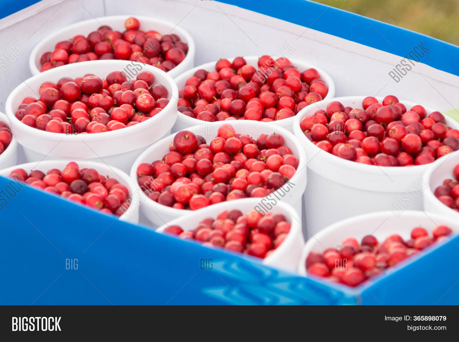 Cranberry-filled Image & Photo (Free Trial) | Bigstock