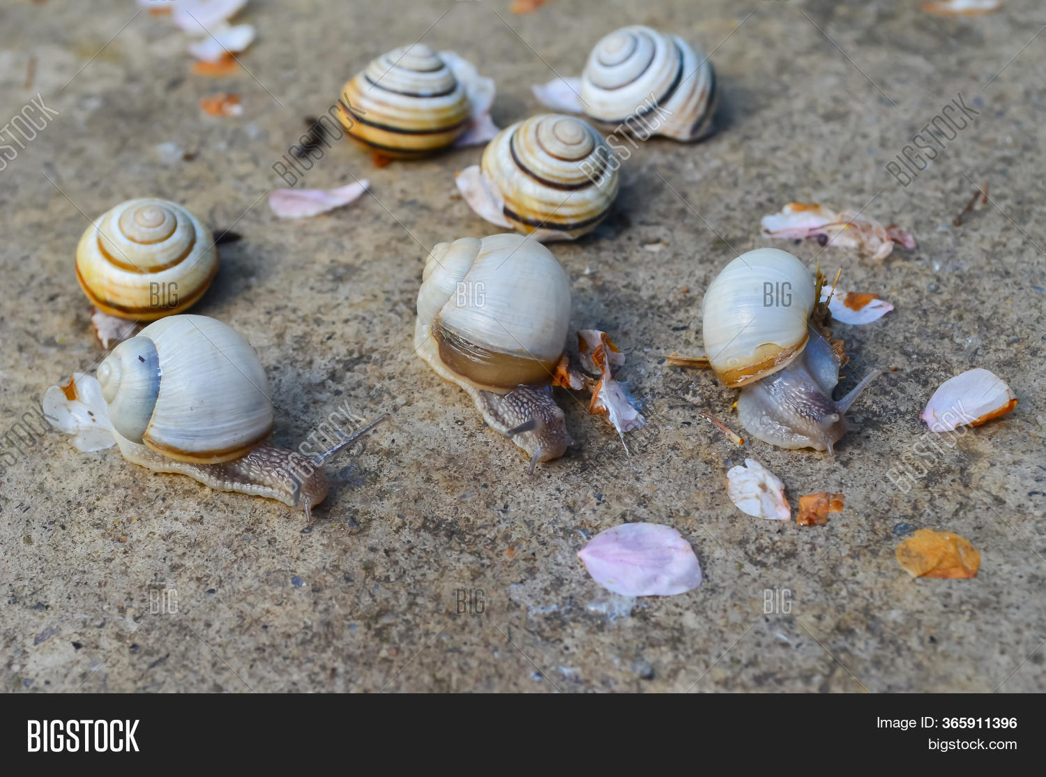 Seven Little Snails Image & Photo (Free Trial) | Bigstock