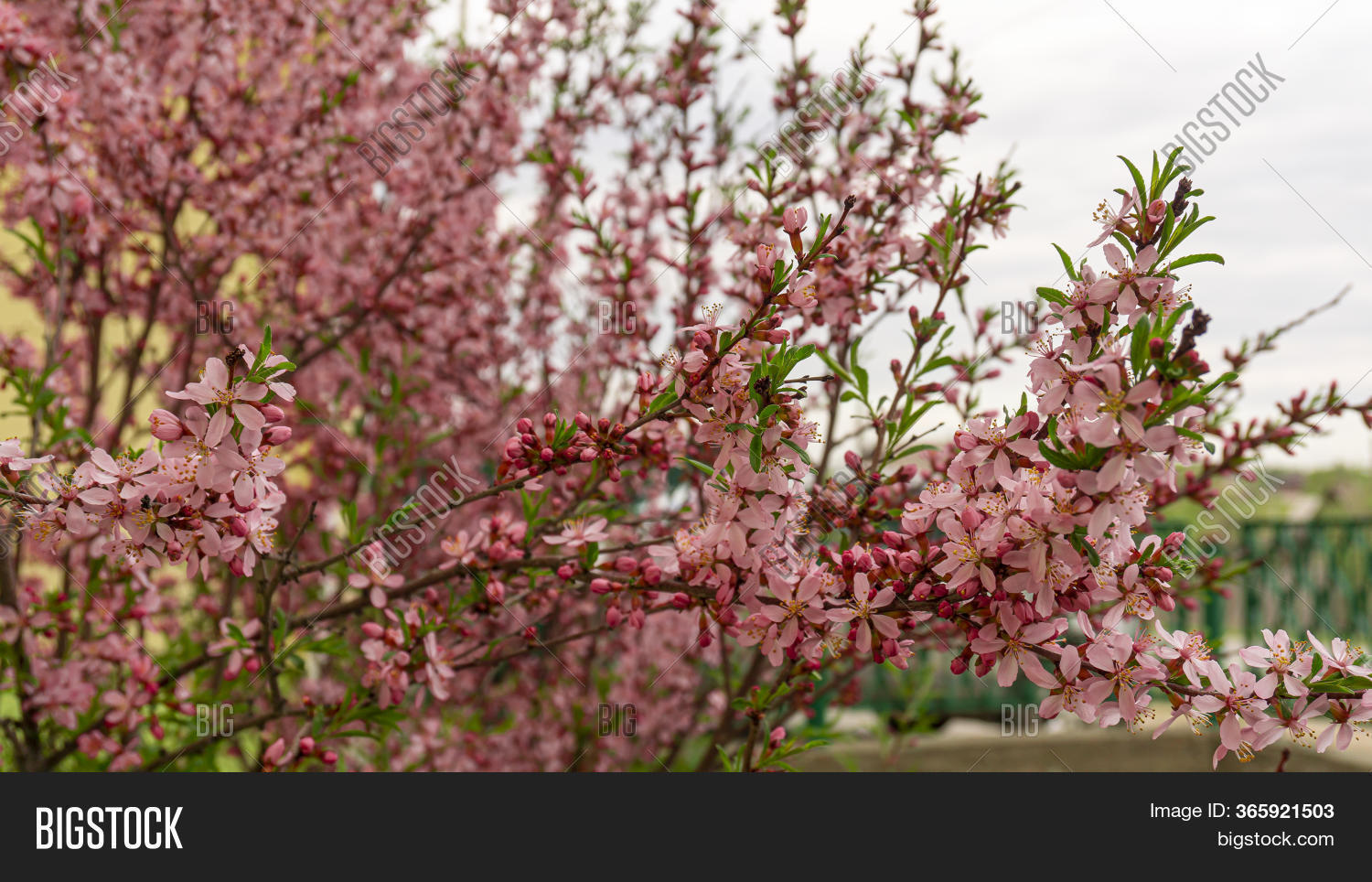 Flowering Bush Nut Image & Photo (Free Trial) | Bigstock