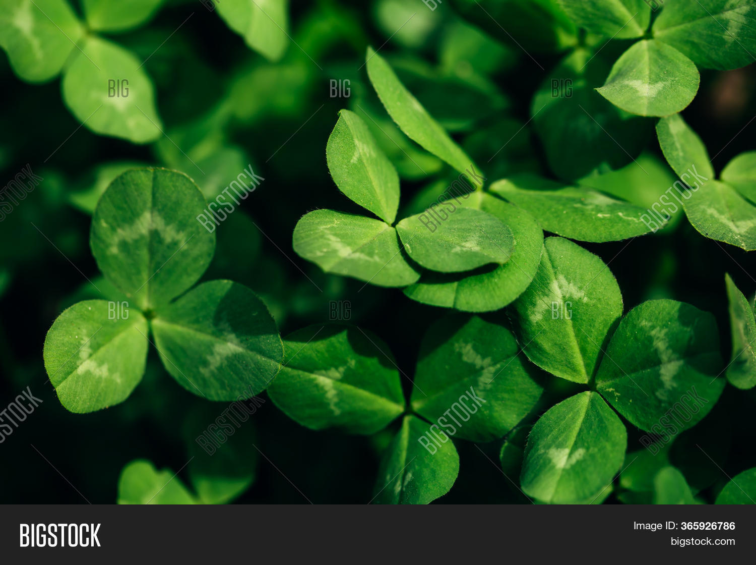 Macro Shot Clover Image & Photo (Free Trial) | Bigstock