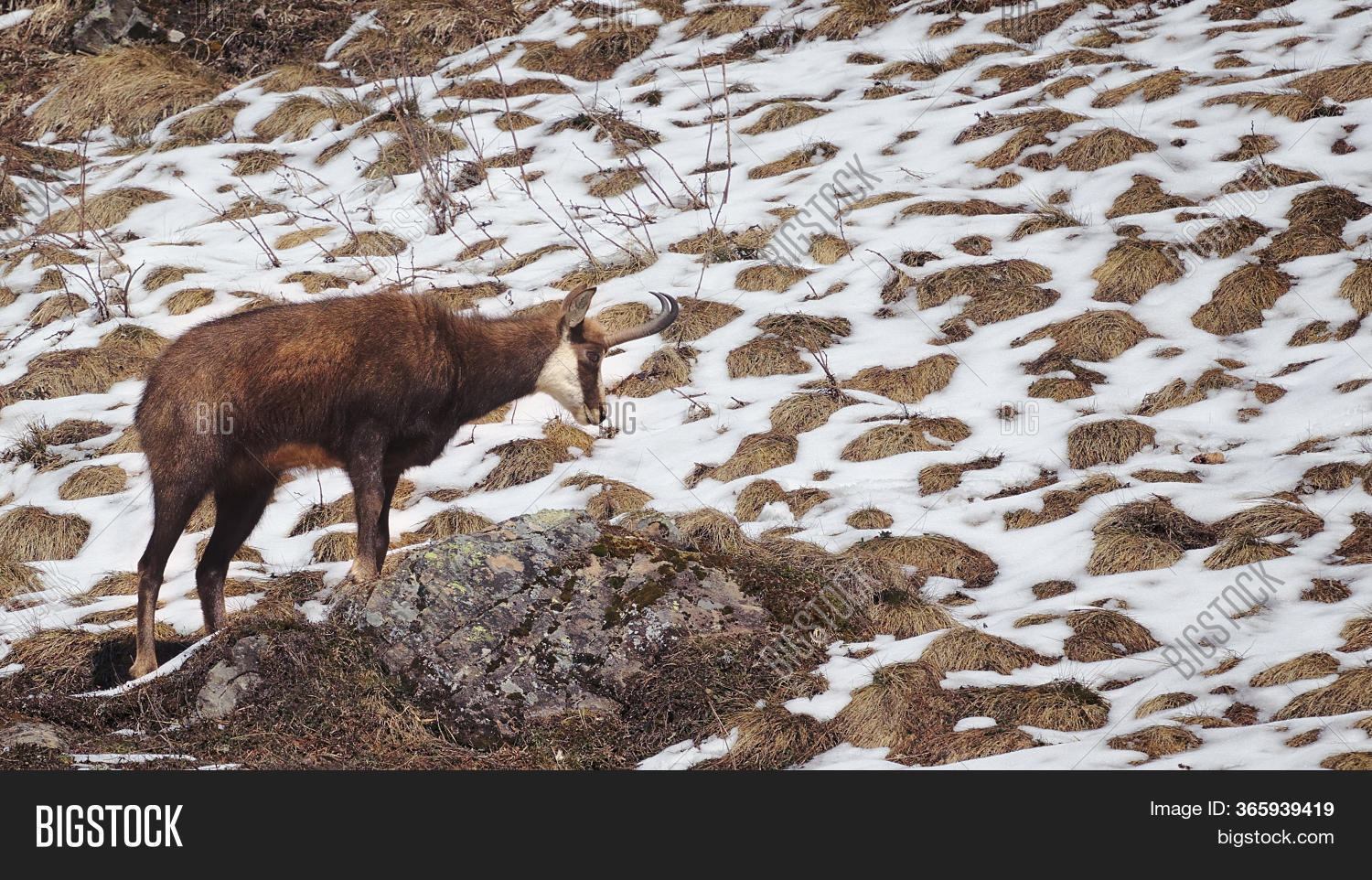 Alpine Chamois Image & Photo (Free Trial) | Bigstock